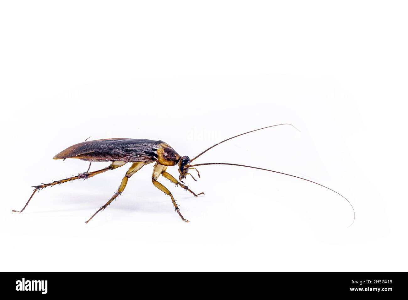 common american cockroach on isolated white background, full length ...