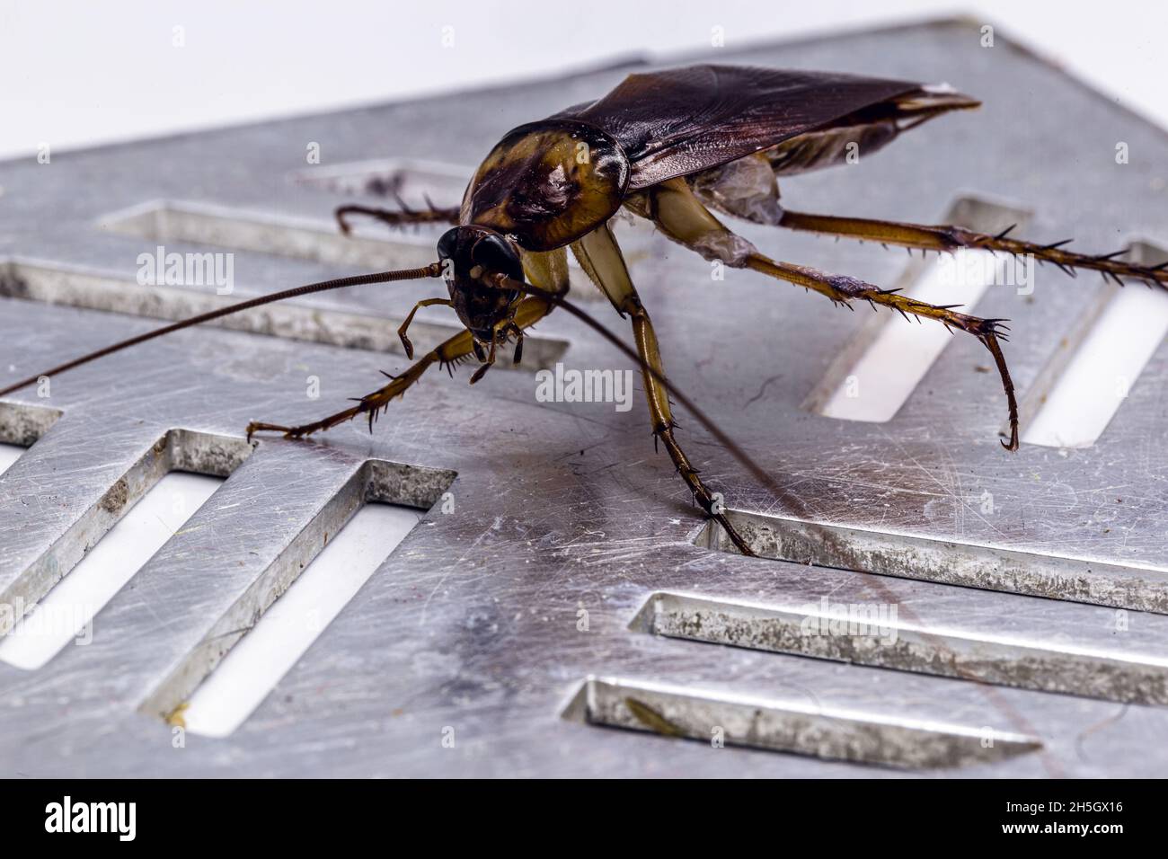 cockroach walking on bathroom drain, macrophotography of insects, pest ...