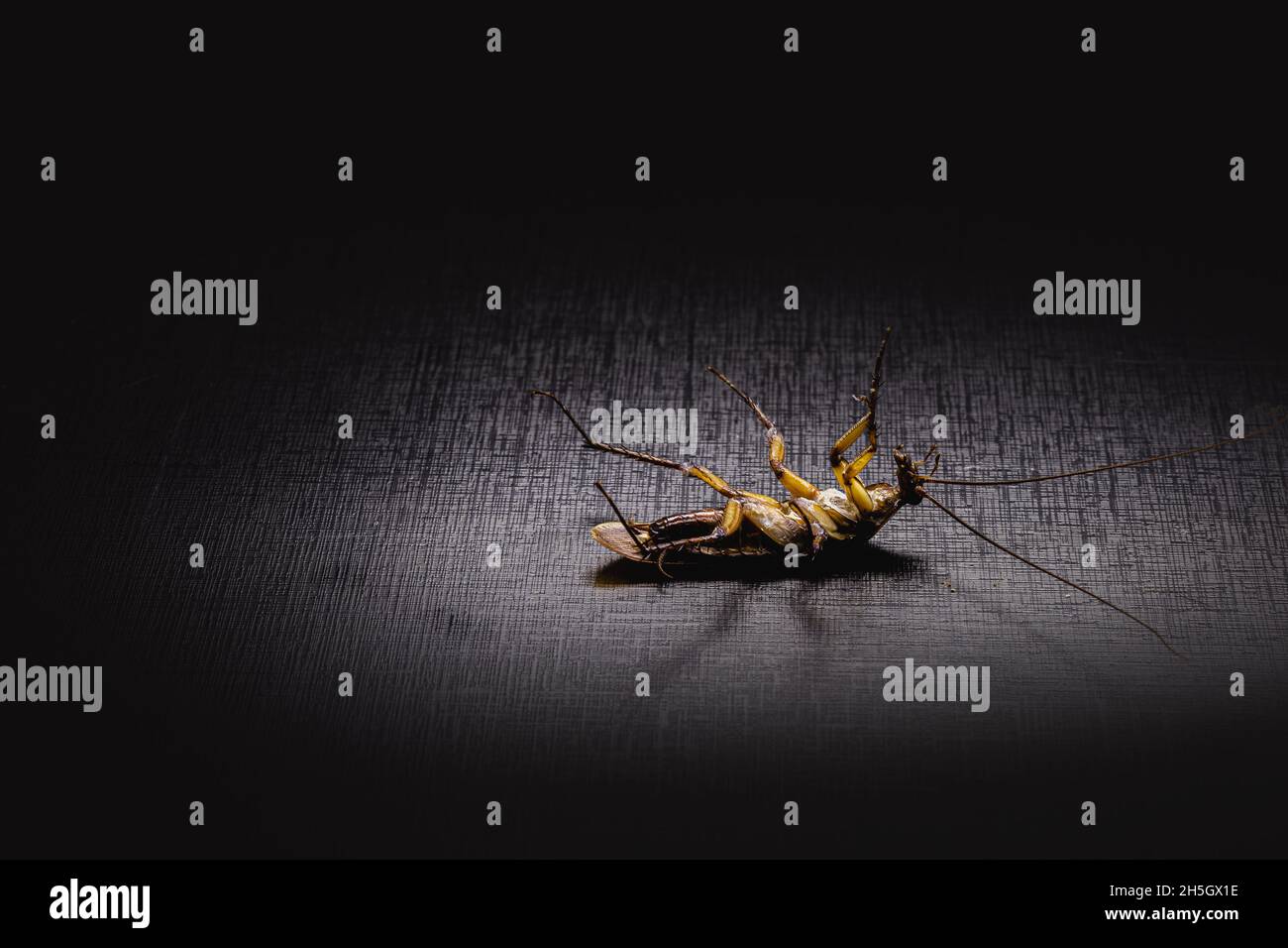 dead cockroach, black background and space for text, copy space Stock ...