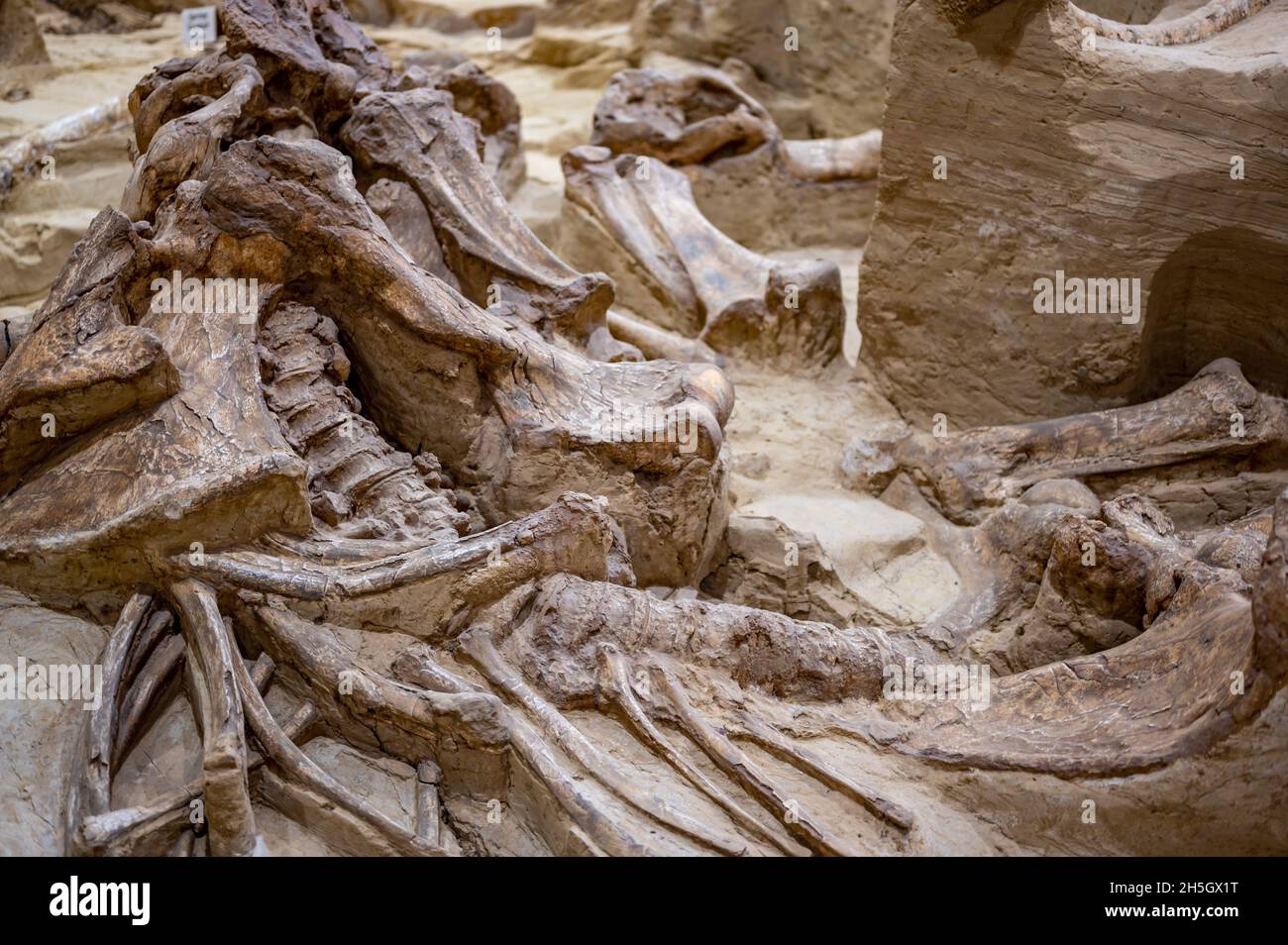 Hot Springs, South Dakota -10.2021: bones being excavated at the ...