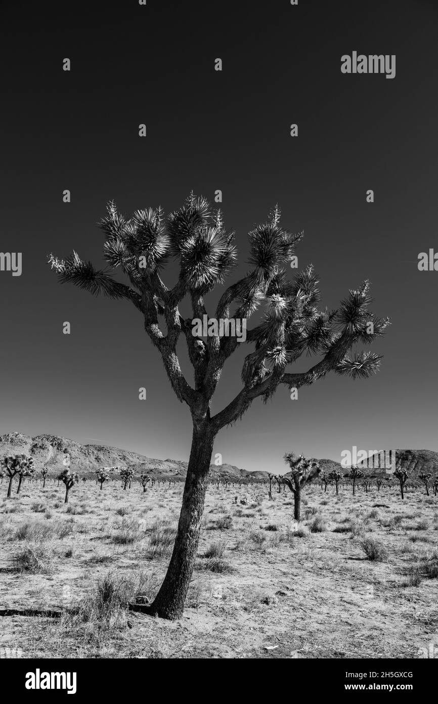 High contrast effect hi-res stock photography and images - Alamy