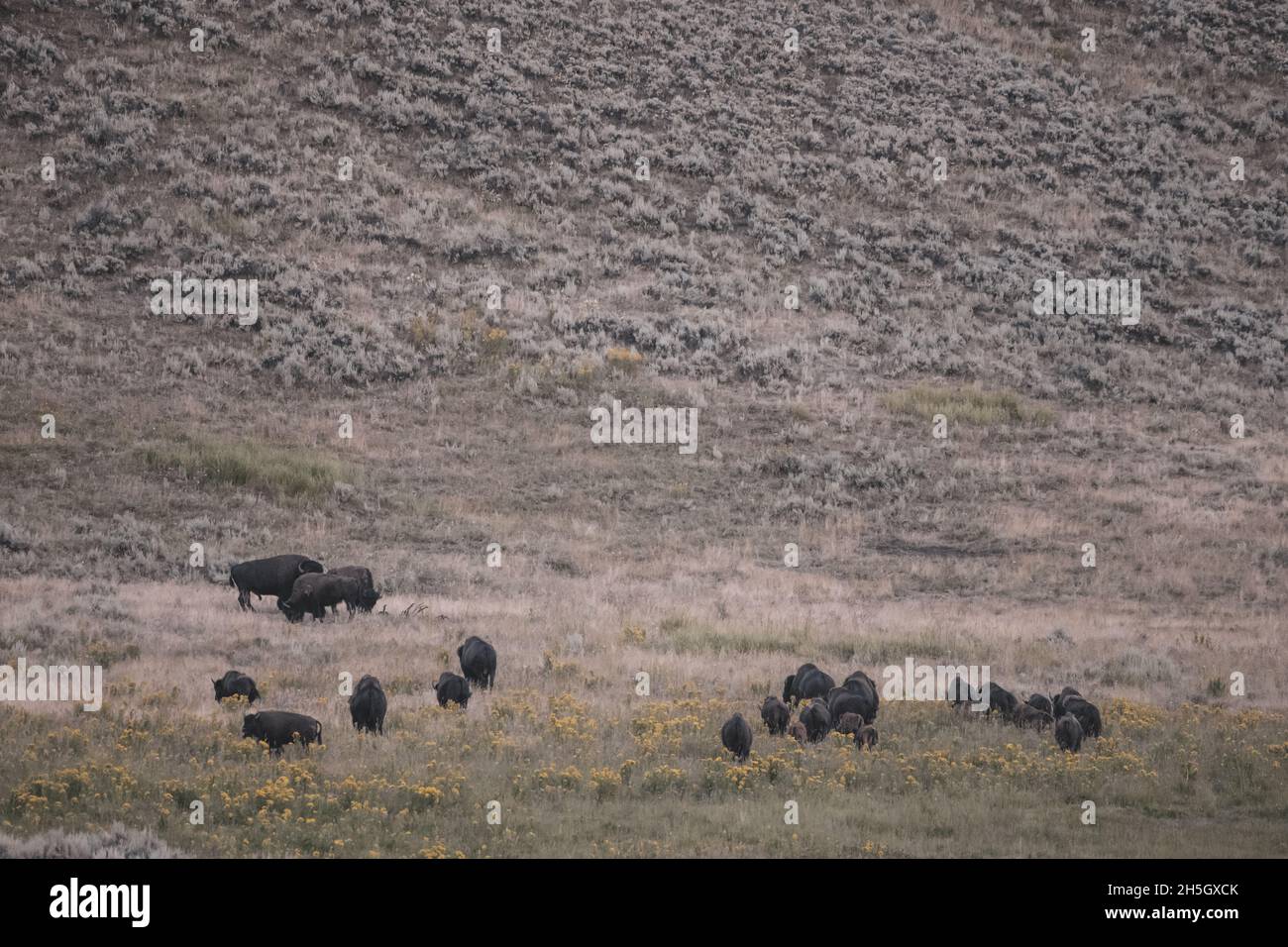 Bison carcass hi-res stock photography and images - Alamy