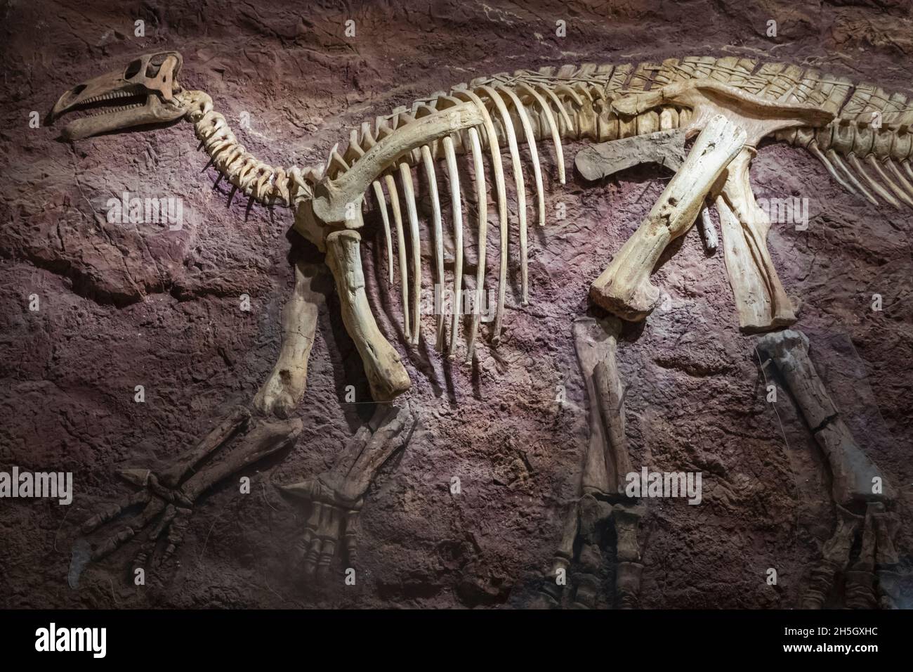 England, Isle of Wight, Sandown, Dinosaur Isle Museum, Reconstructed ...