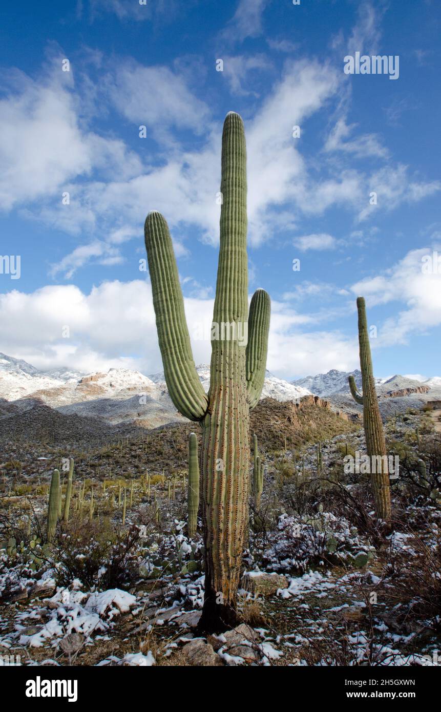 Winter snow in the sonoran desert Stock Photo - Alamy