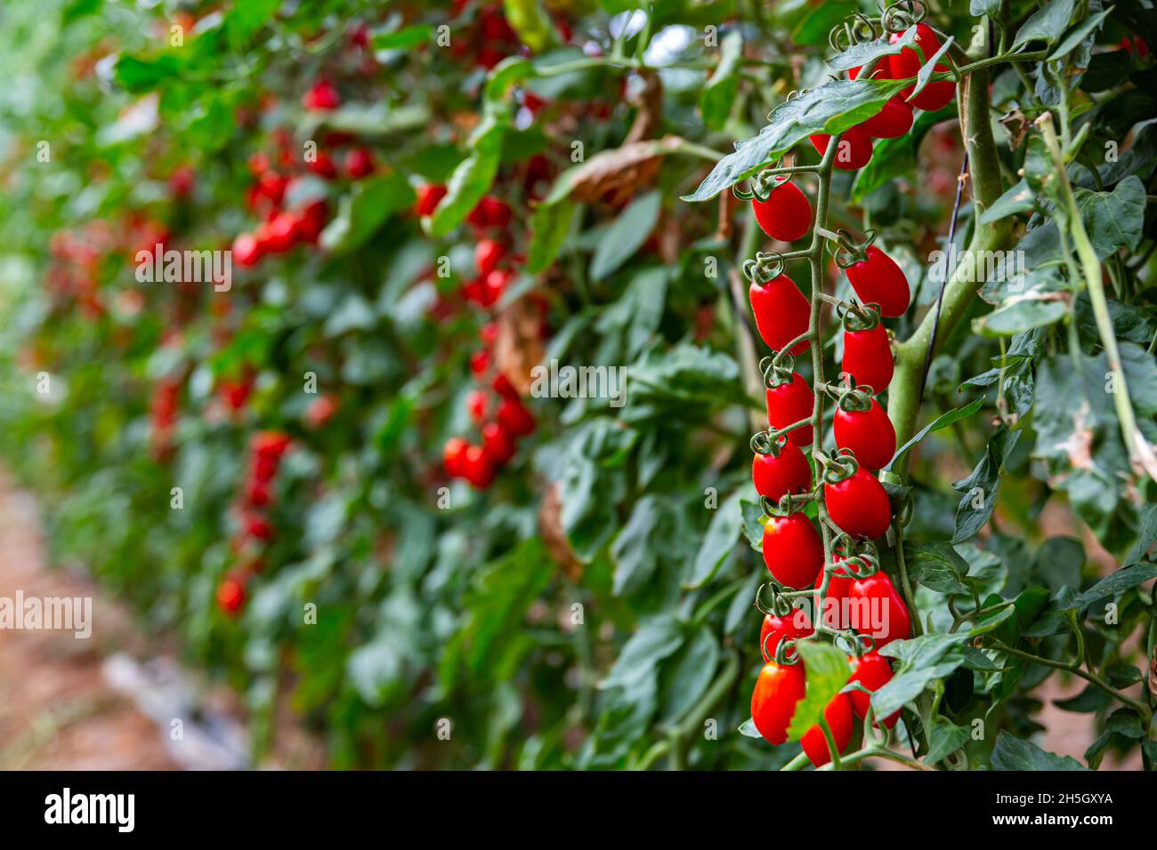 Plantation of red grape tomatoes ripening in glasshouse Stock Photo - Alamy