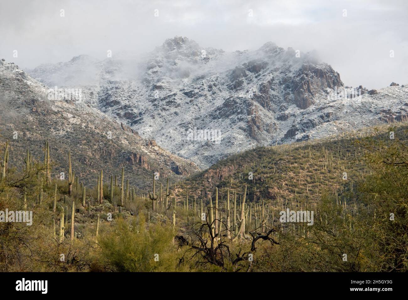 Winter snow in the sonoran desert Stock Photo - Alamy