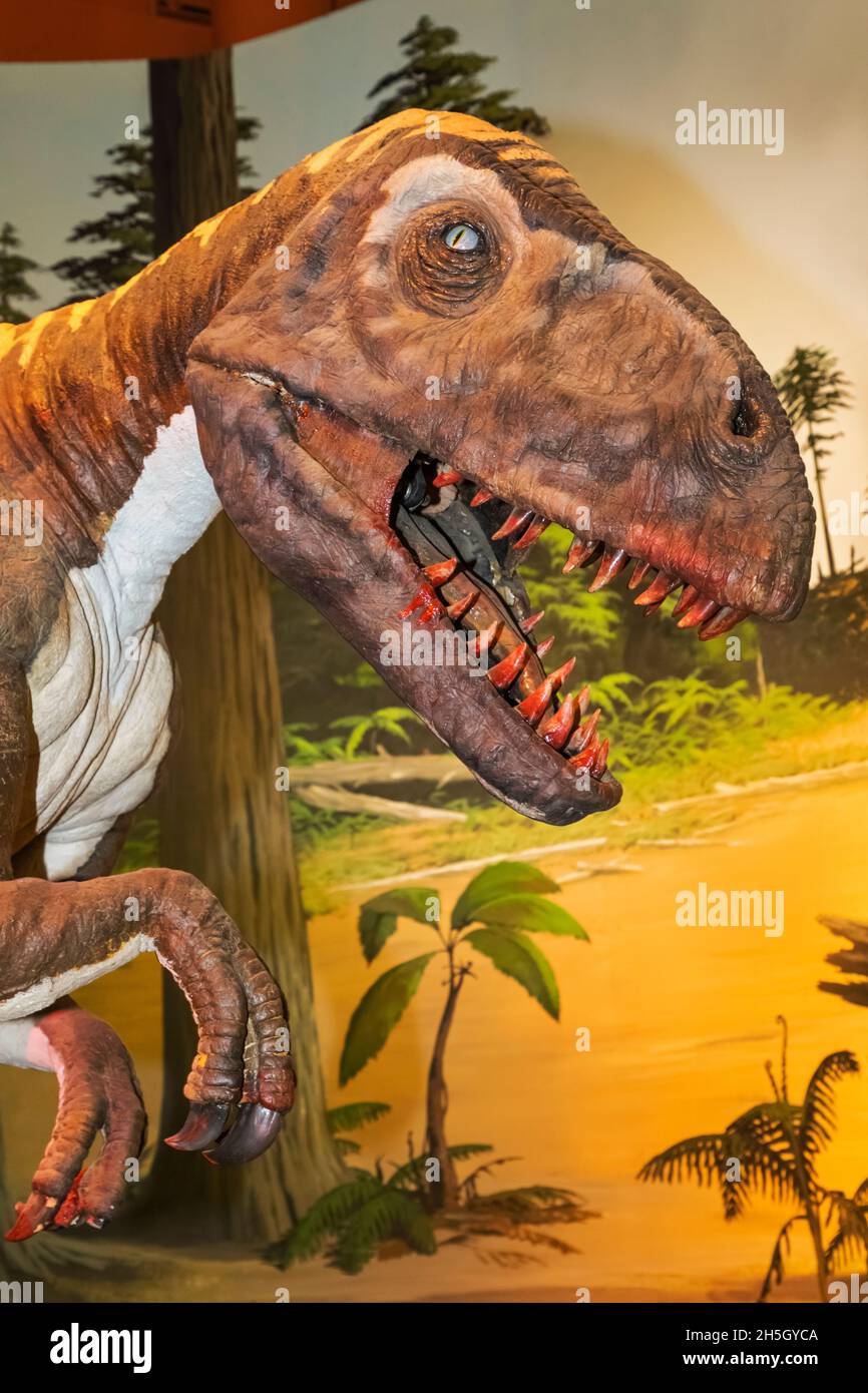 Neovenator Skull