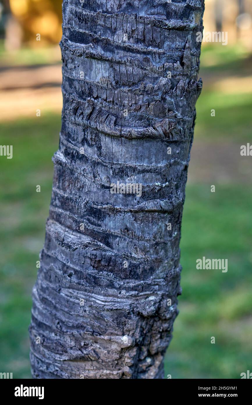 Palm tree trunk texture hi-res stock photography and images - Alamy