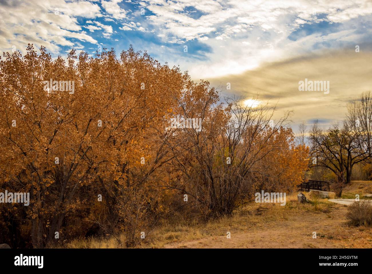 An orange treeline with blue and cloudy skies in November Stock Photo ...