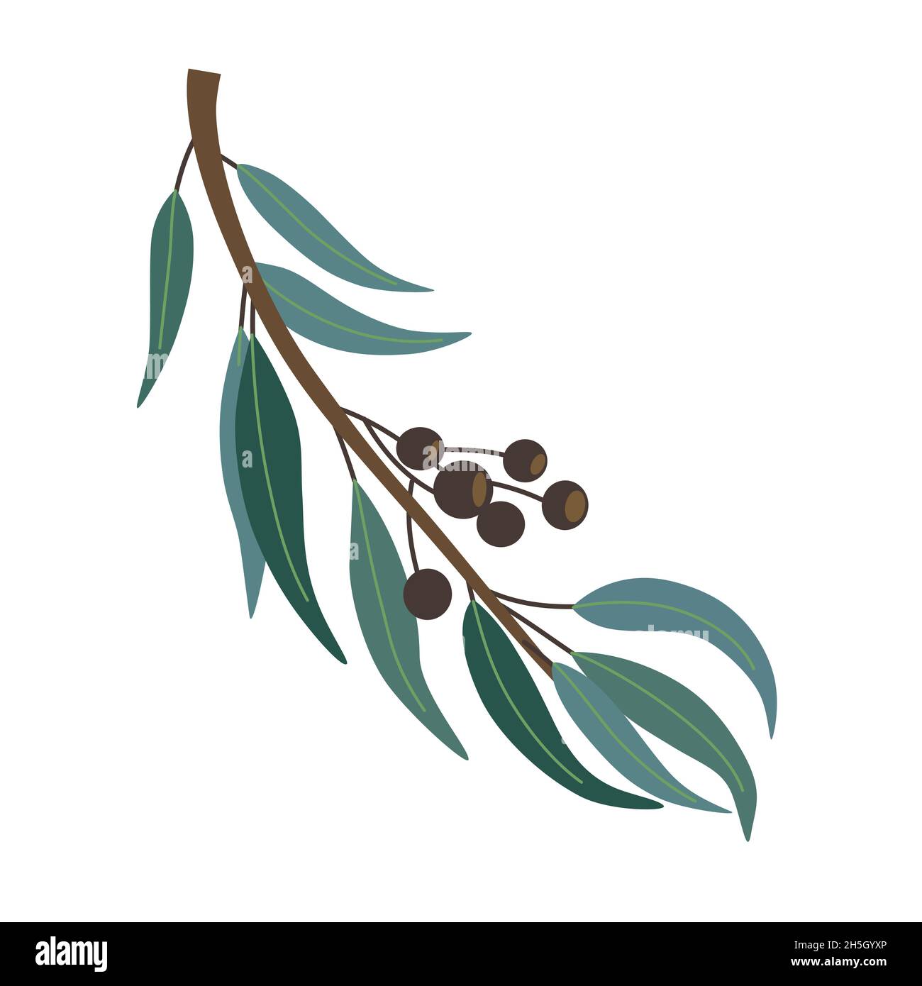 Vector stylized simple cartoon eucalyptus branch isolated on white ...