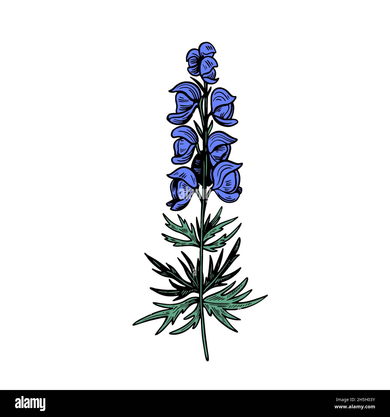 Monkshood Flower Tattoo
