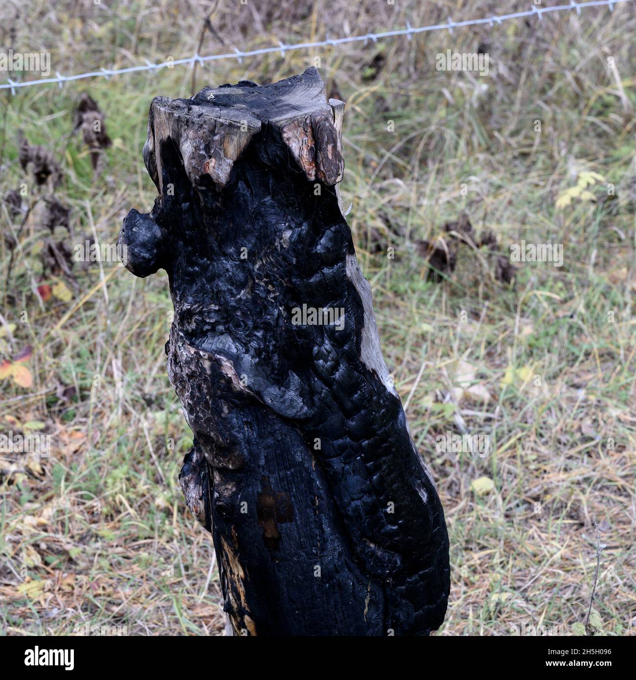 Tree barbed wire trunk hi-res stock photography and images - Alamy