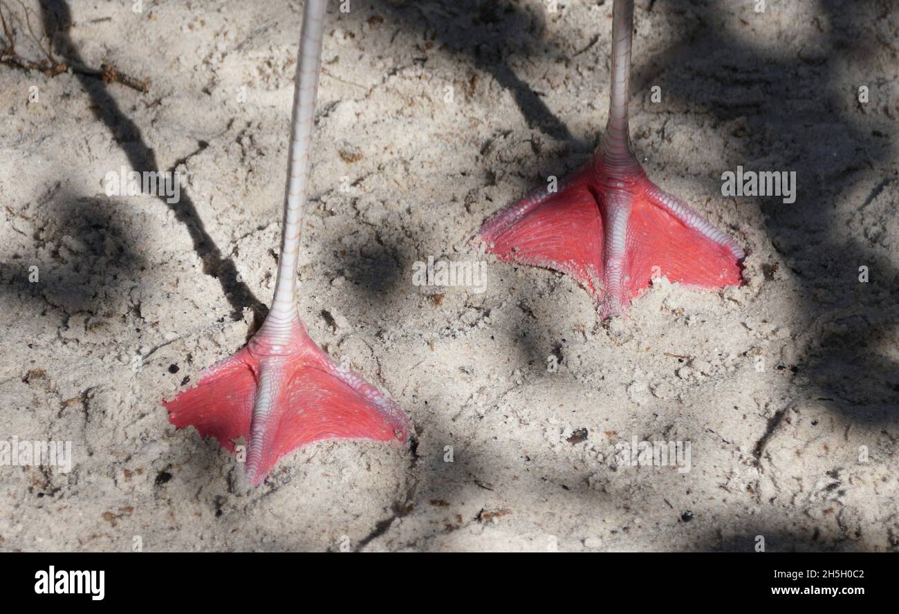 Webbed foot hi-res stock photography and images - Alamy