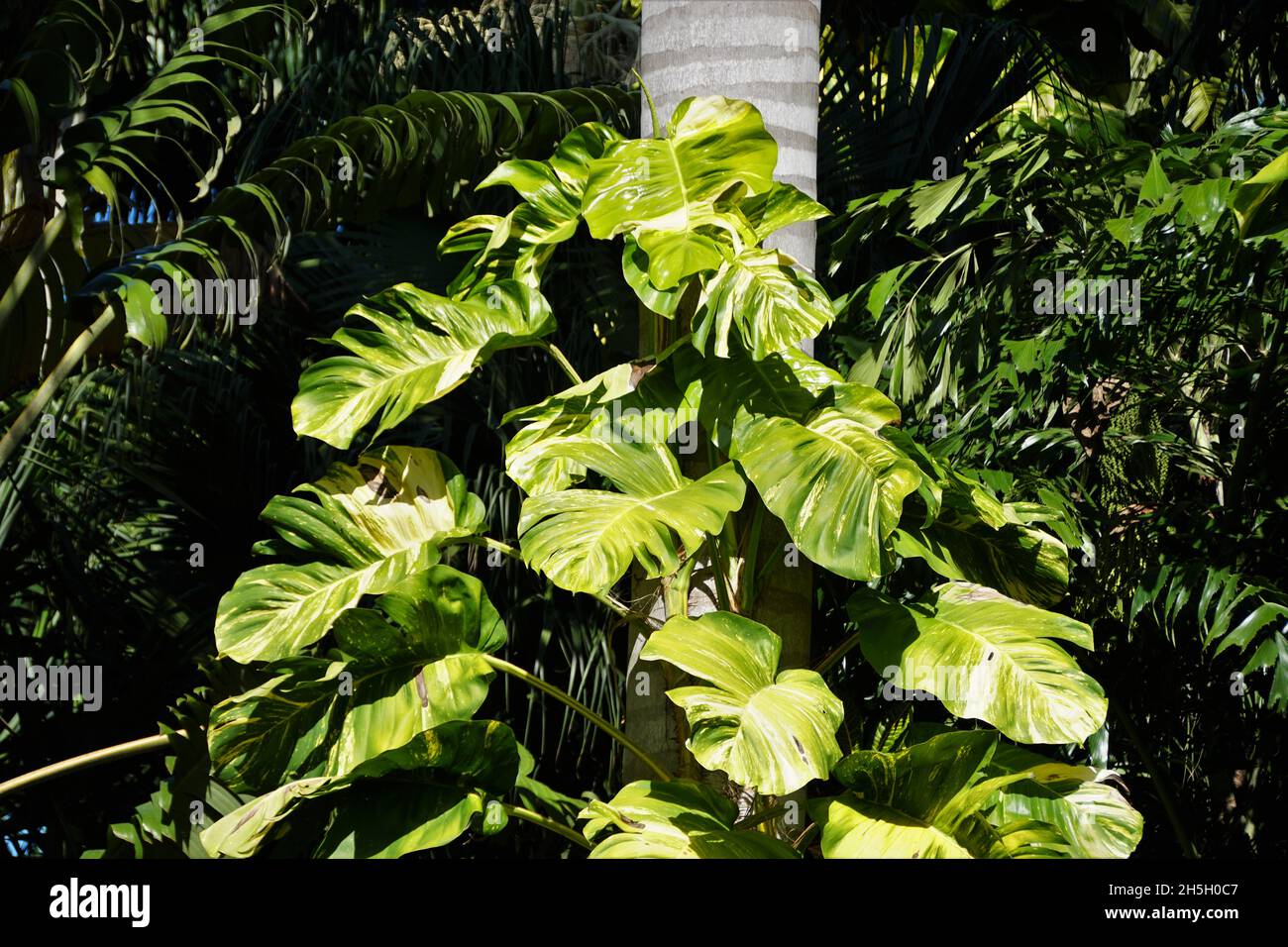 Giant golden pothos hi-res stock photography and images - Alamy
