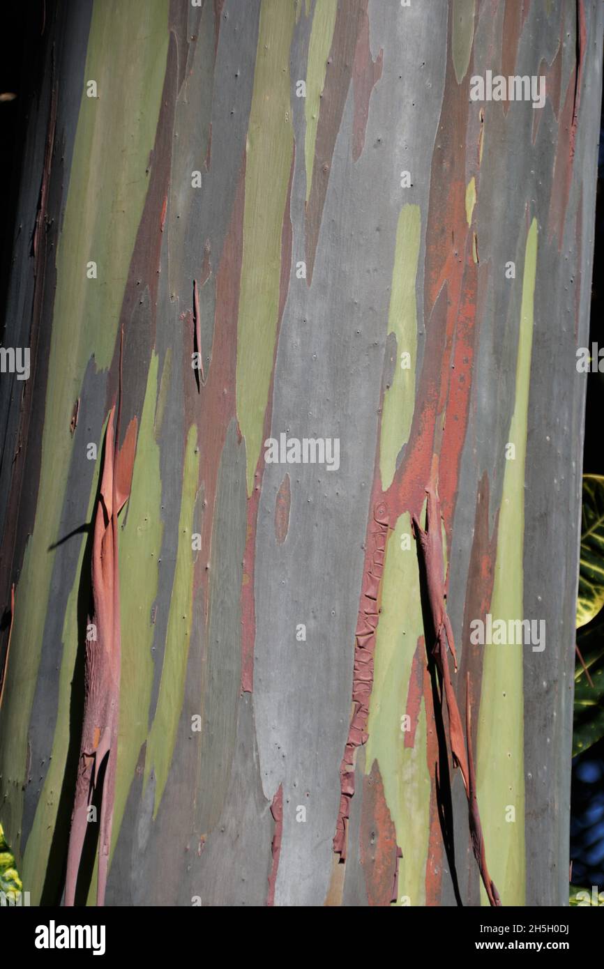 The colorful trunk of Rainbow Eucalyptus tree, originally from ...