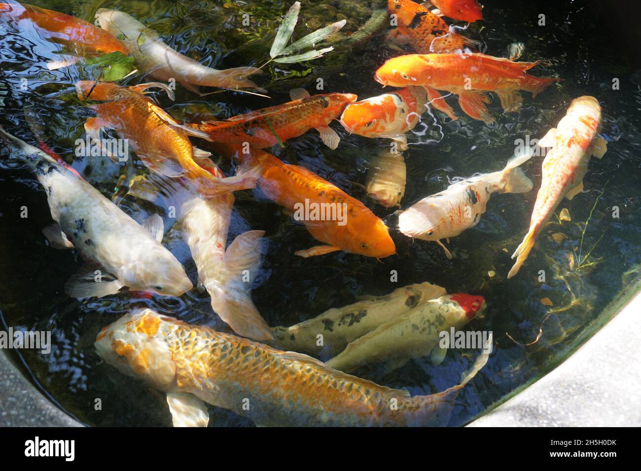 Mixed colors and shapes of koi fish on the surface of a pond Stock ...
