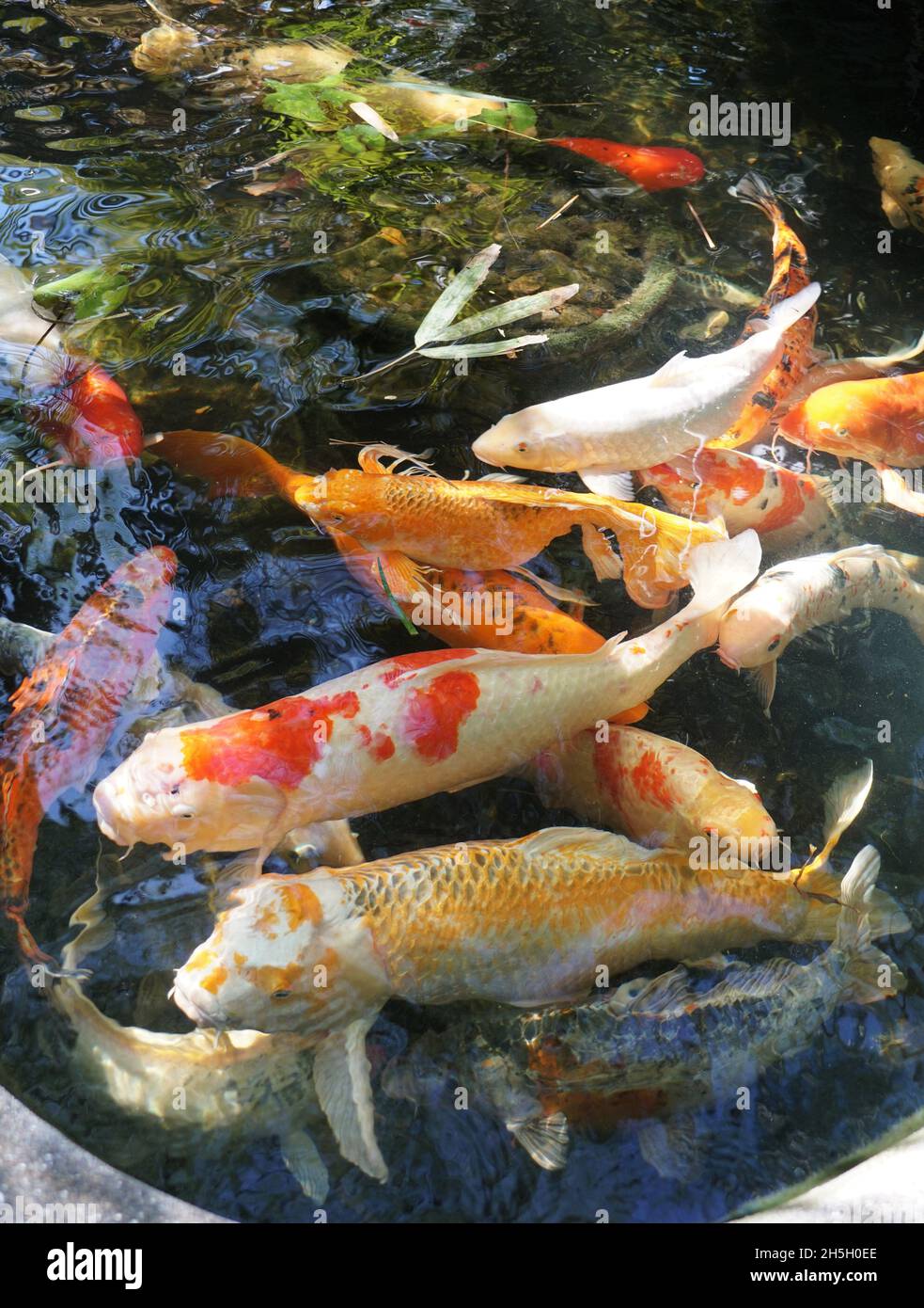 Koi tail hi-res stock photography and images - Alamy