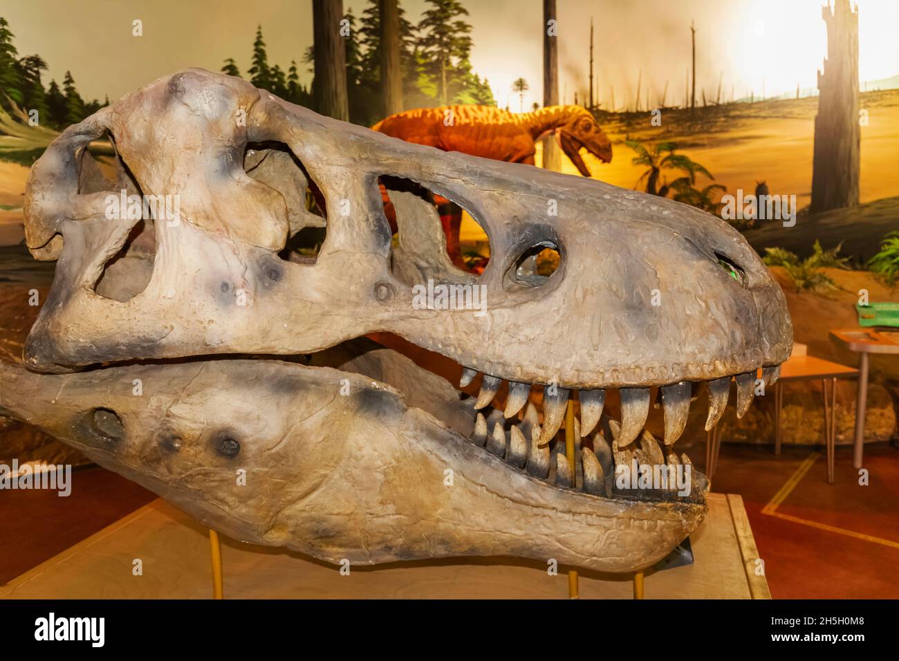 England, Isle of Wight, Sandown, Dinosaur Isle Museum, Model Head of a ...