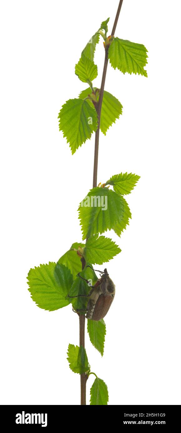 Forest cockchafer, Melolontha hippocastani on birch twig isolated on ...