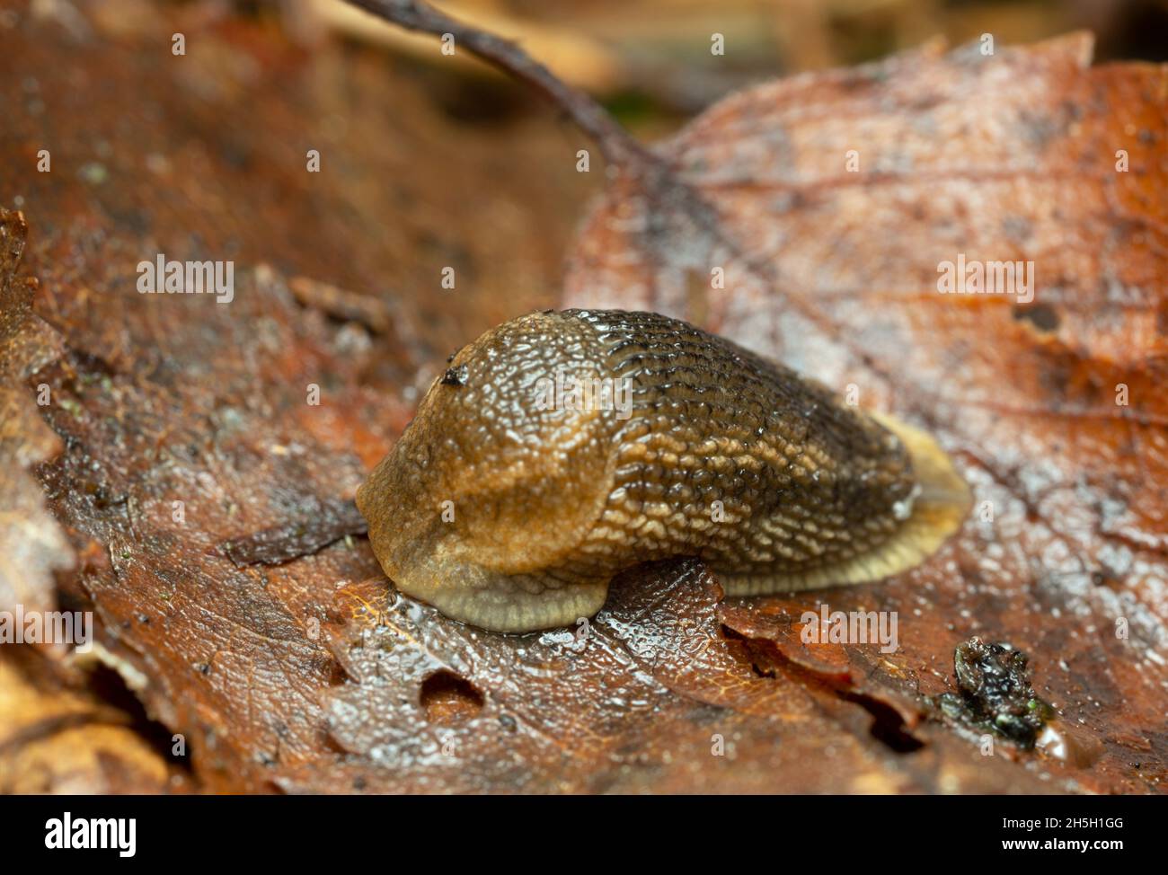 Mollusca natural hi-res stock photography and images - Alamy