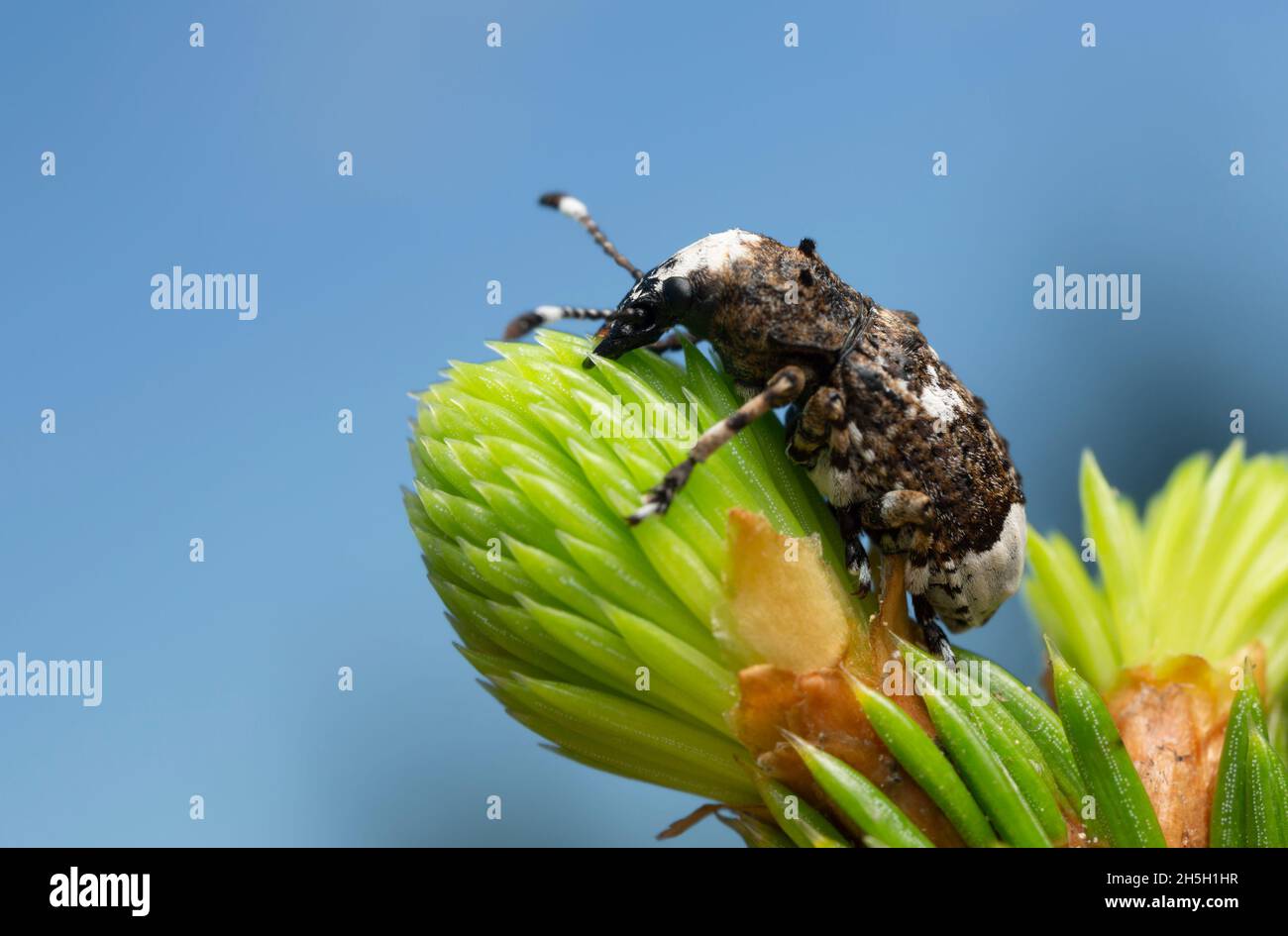 Bird-dropping Weevil, Platystomos albinus on fir needles, macro photo ...