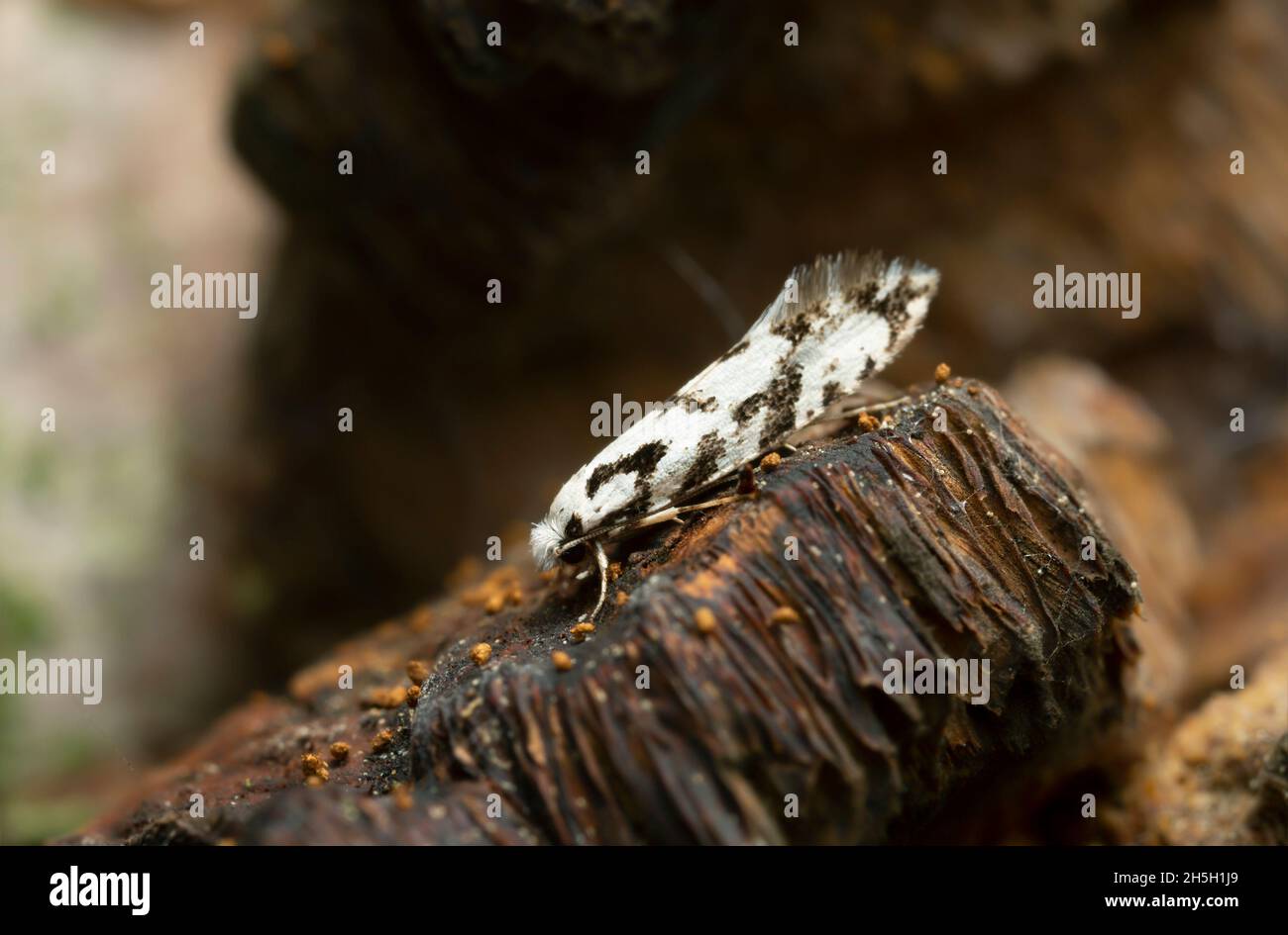 Fungus moth, Nemapogon nigralbellus on polypore photographed with high ...