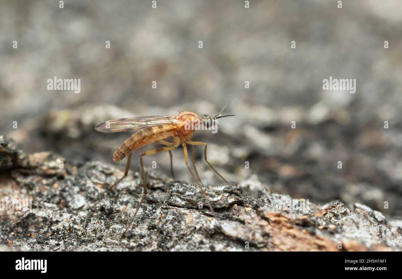 Wood gnat, Sylvicola on aspen wood photographed with high magnification ...