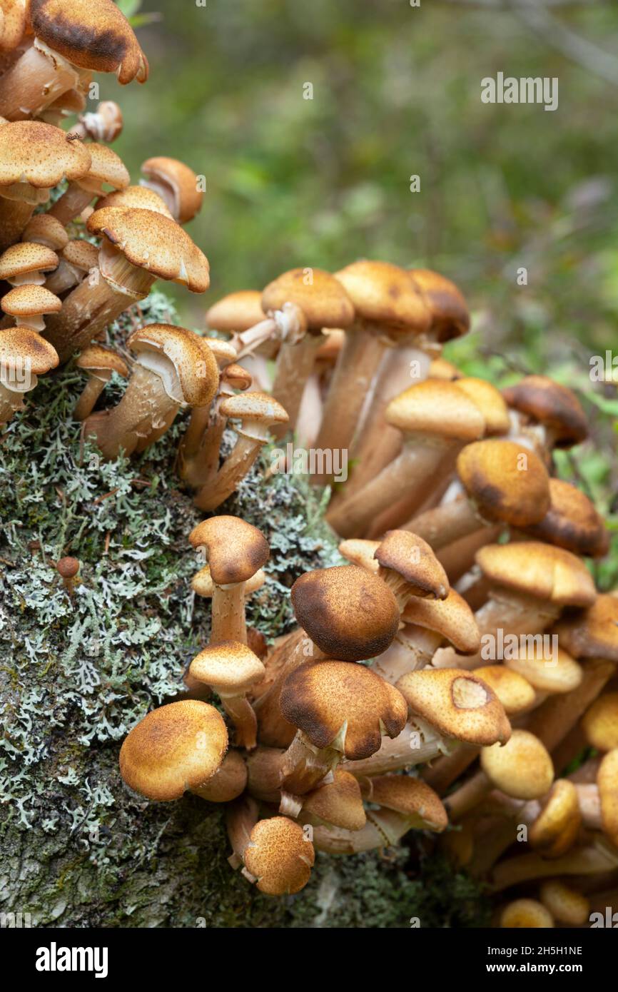 Growth on birch tree hi-res stock photography and images - Alamy