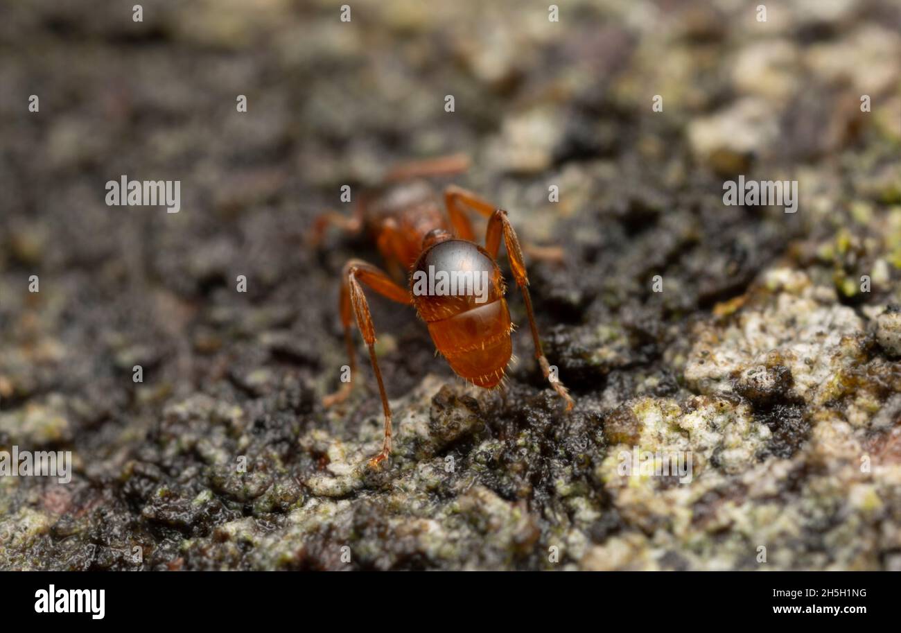 Abdomen of Myrmica ant on aspen wood, macro photo Stock Photo - Alamy