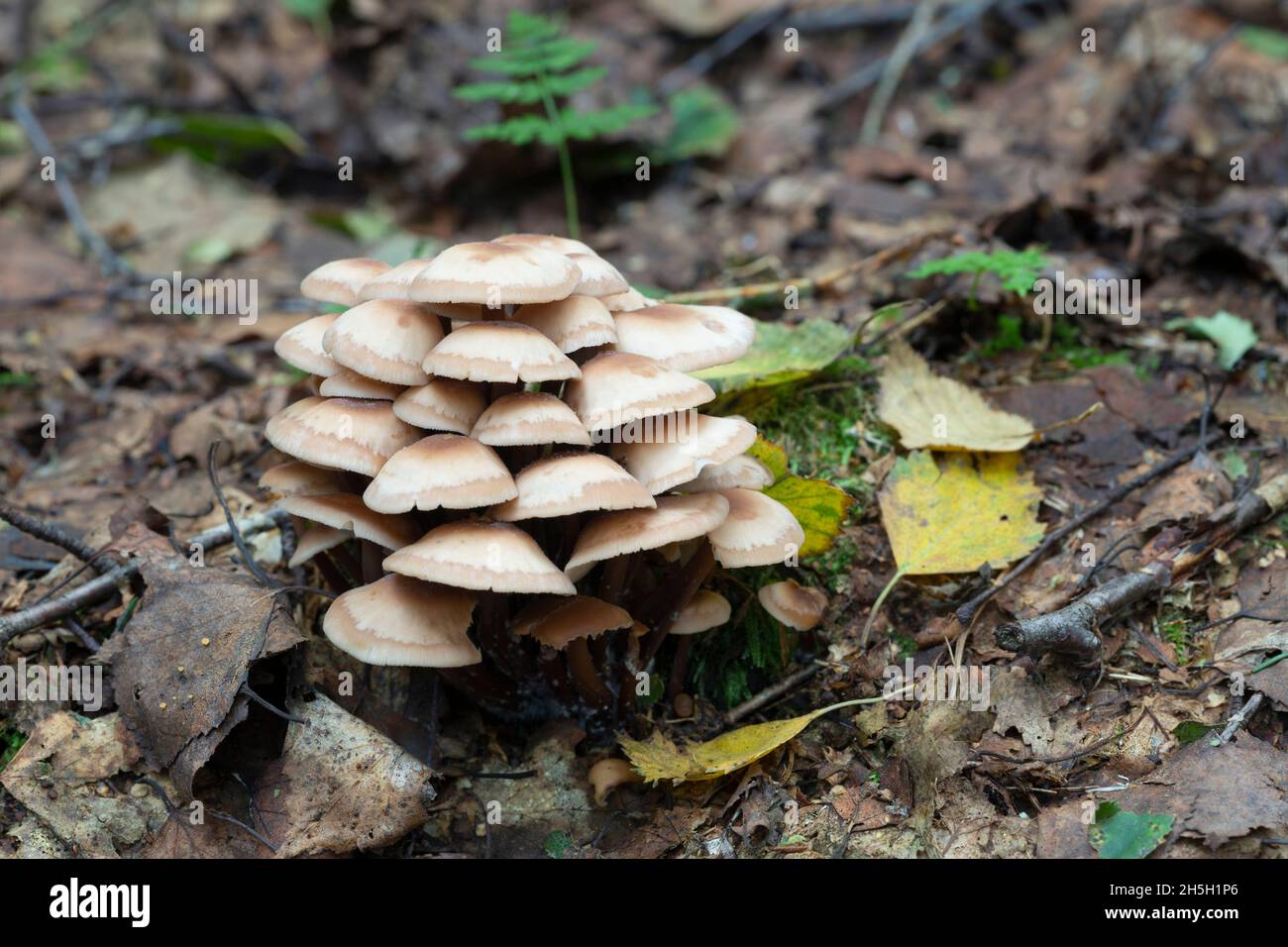Gymnopus hi-res stock photography and images - Alamy