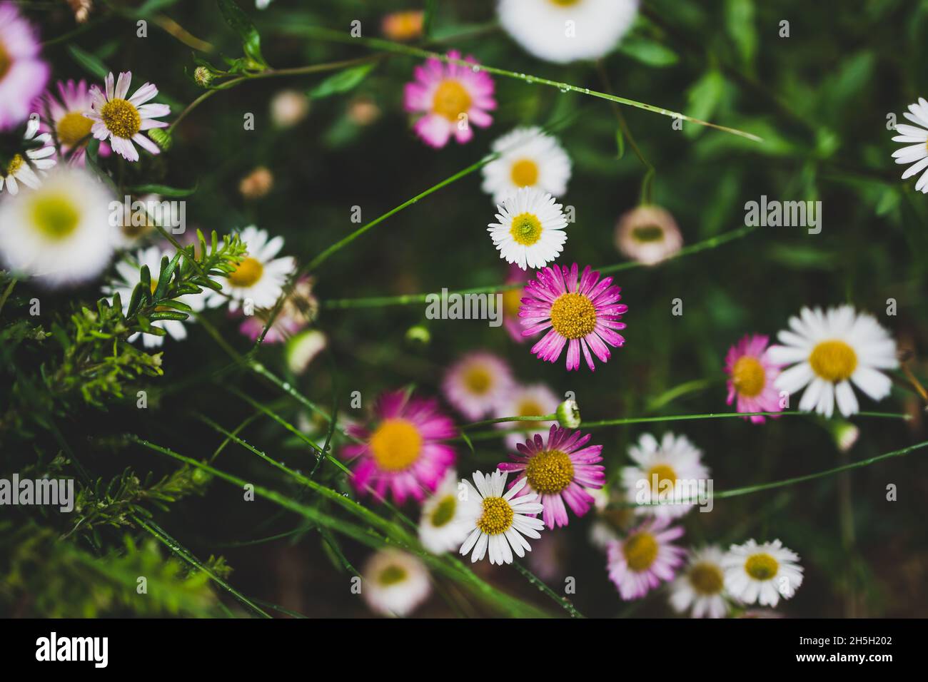 native Australian brachyscome Multifida Cut-Leafed Daisy plant with ...