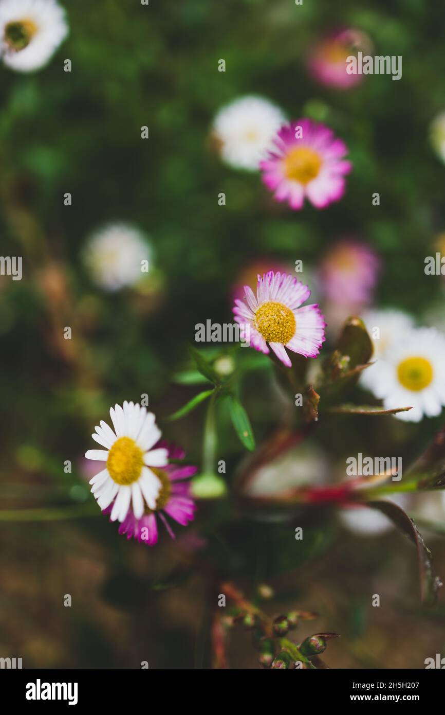 native Australian brachyscome Multifida Cut-Leafed Daisy plant with ...