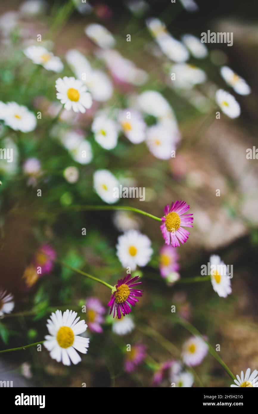 native Australian brachyscome Multifida Cut-Leafed Daisy plant with ...