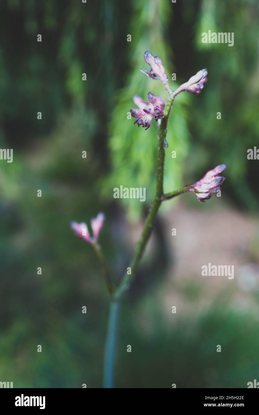 native Australian purple Kangaroo Paw plant outdoor with raindrops in ...