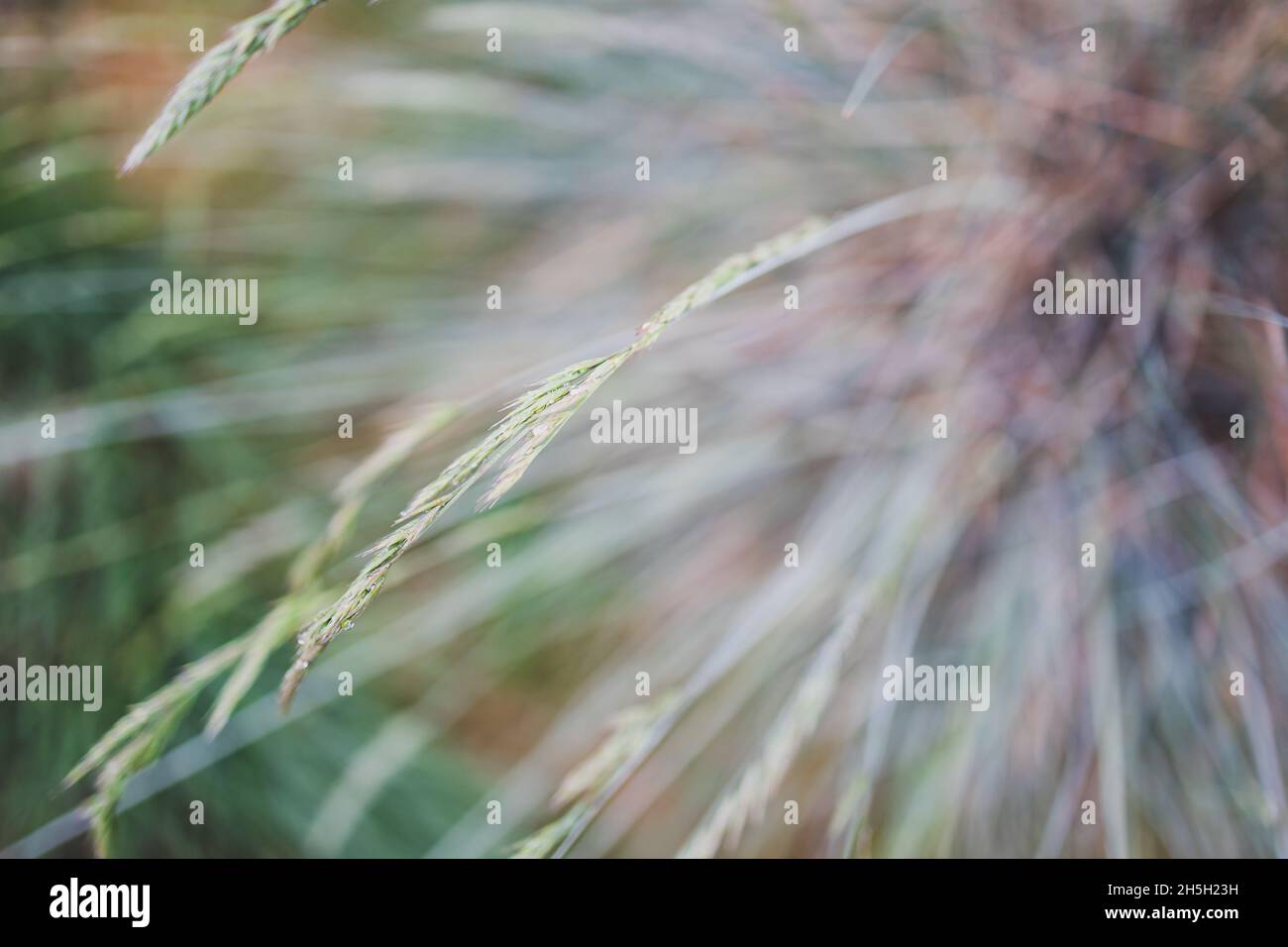 native Australian festuca glauca grass with seeds plant outdoor with ...