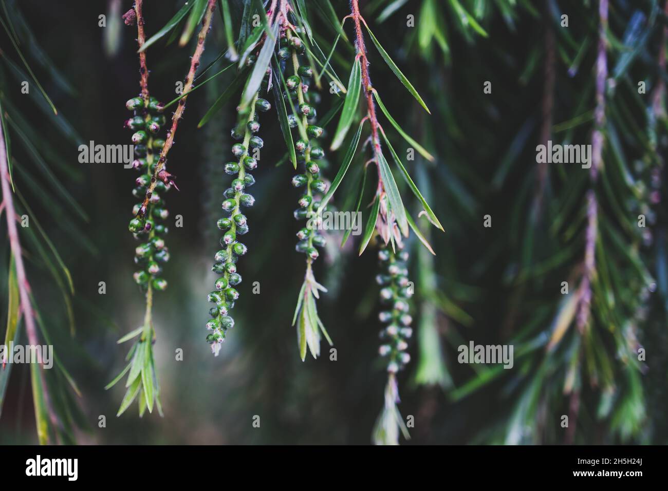 native Australian weeping bottlebrush callistemon tree with red flowers ...