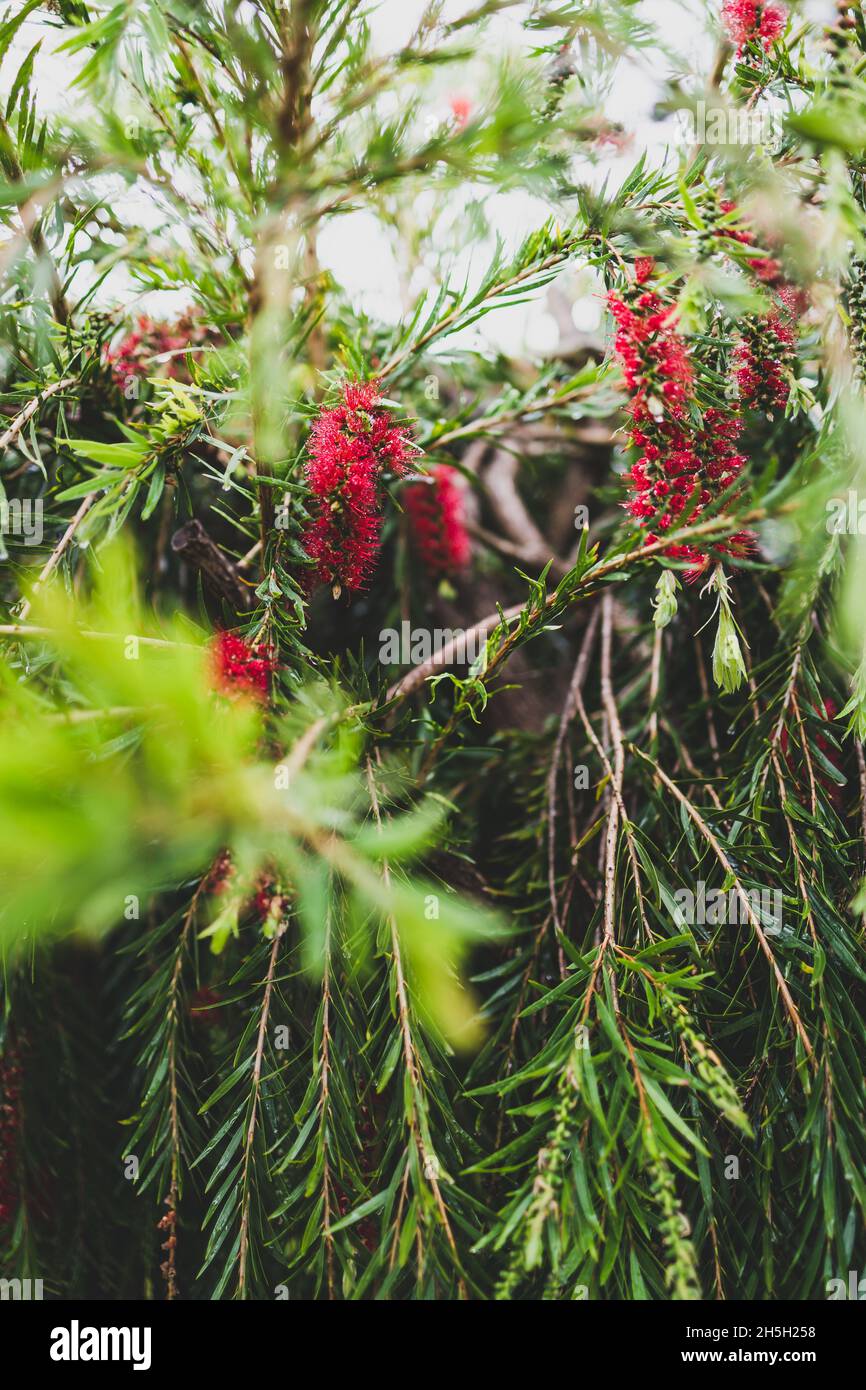 native Australian weeping bottlebrush callistemon tree with red flowers ...