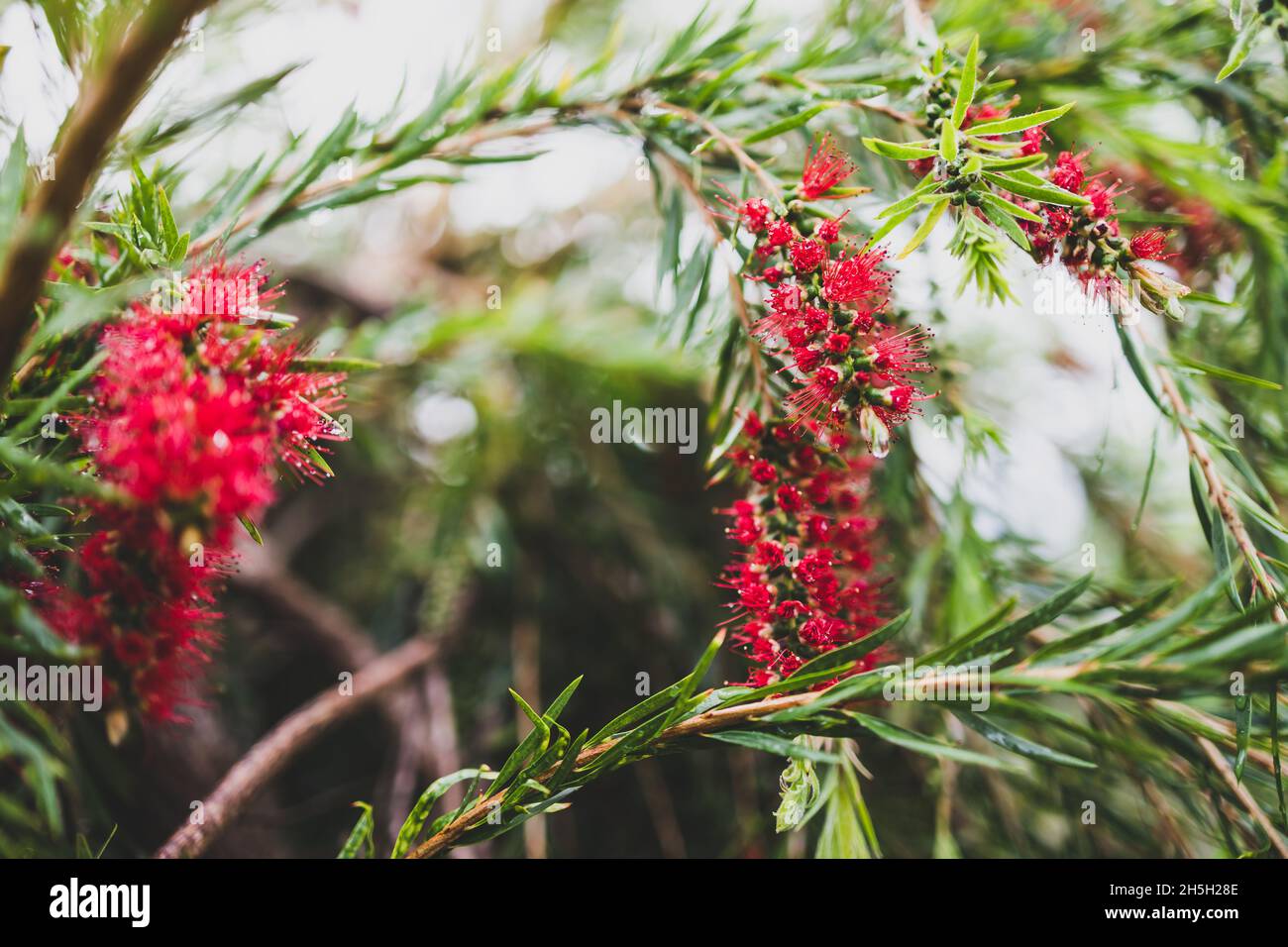 native Australian weeping bottlebrush callistemon tree with red flowers ...