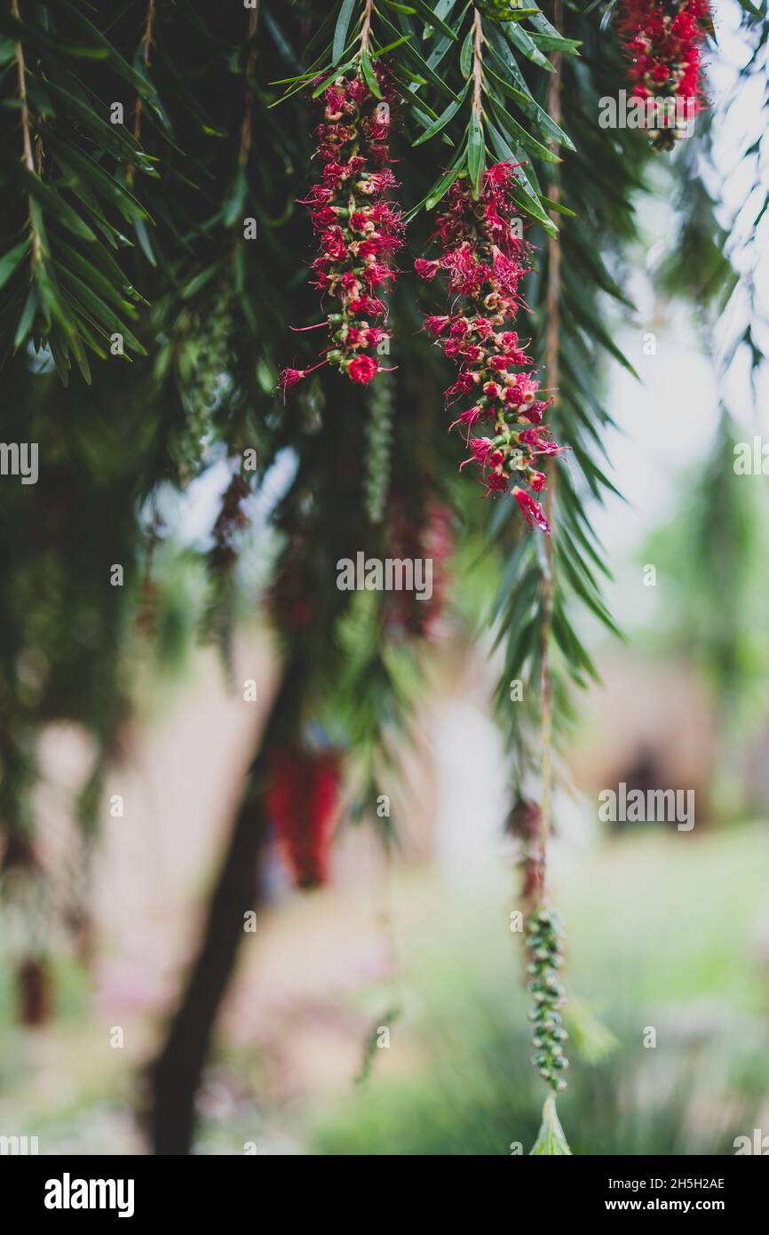 native Australian weeping bottlebrush callistemon tree with red flowers ...