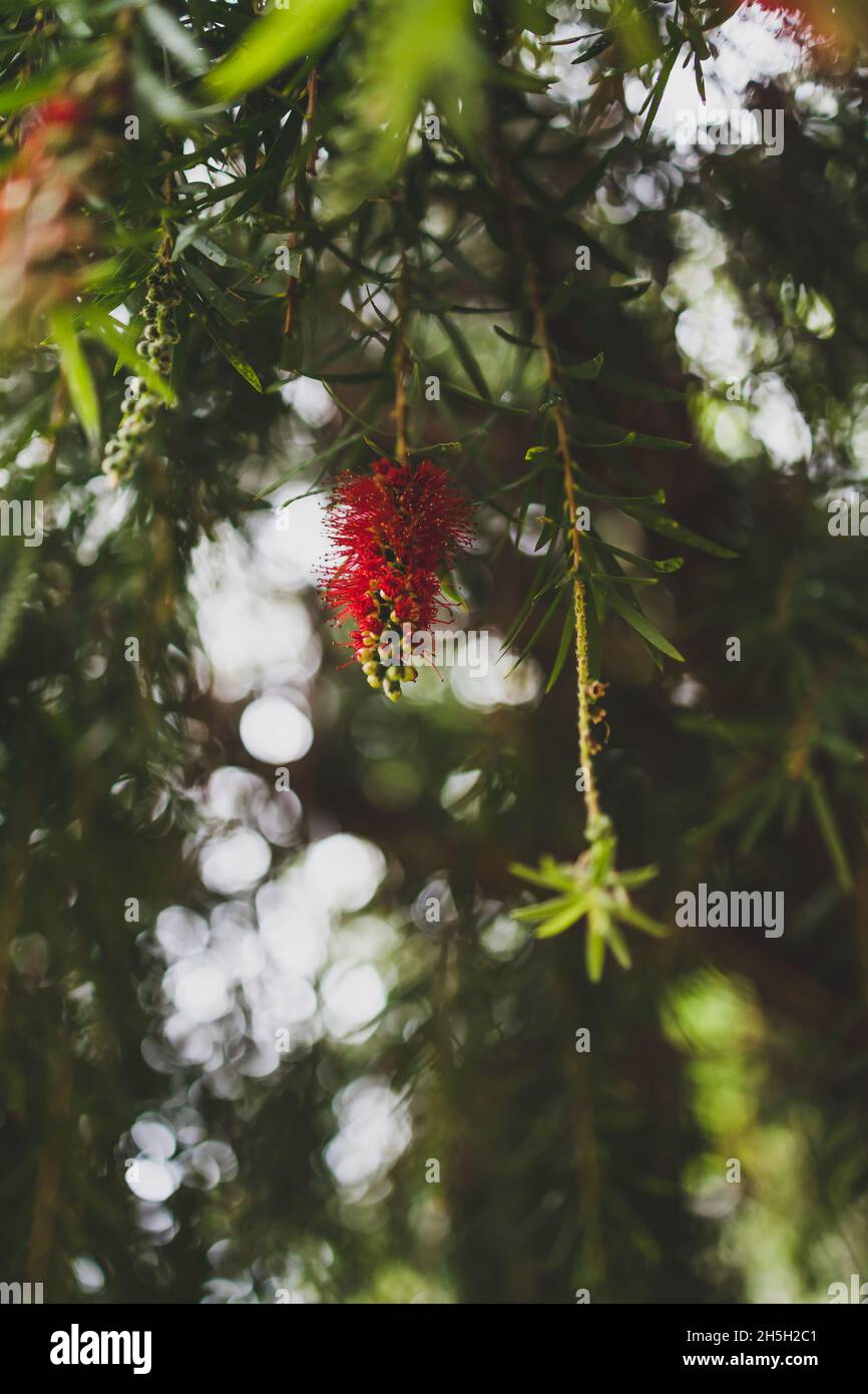 native Australian weeping bottlebrush callistemon tree with red flowers ...