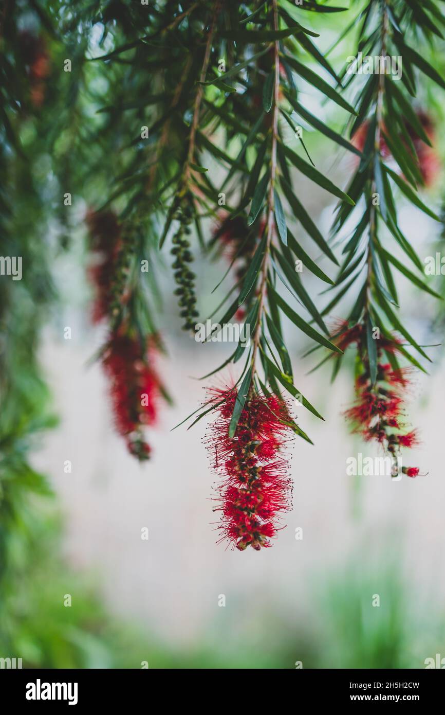 native Australian weeping bottlebrush callistemon tree with red flowers ...