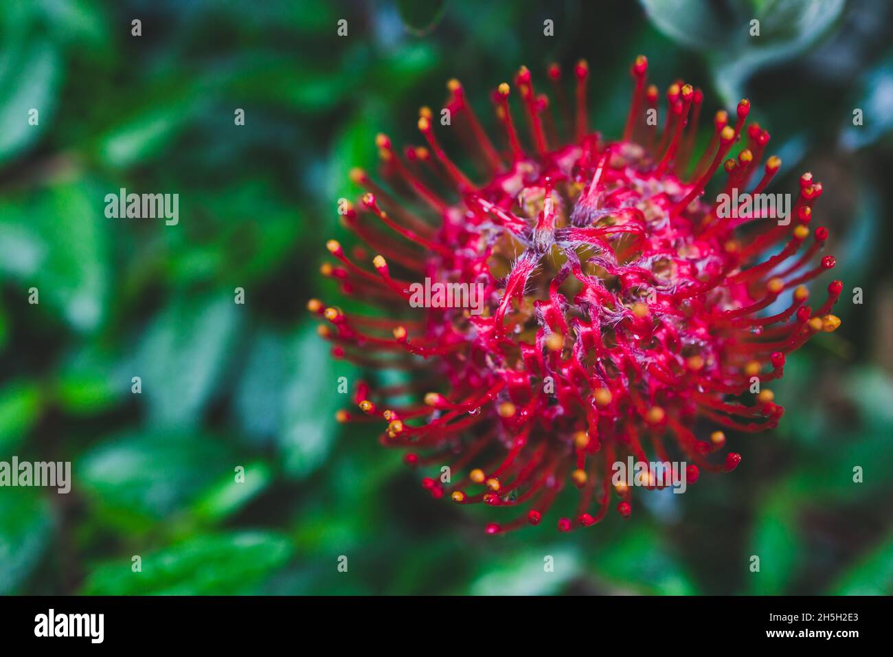 native Australian protea with red flowers outdoor with raindrops in ...