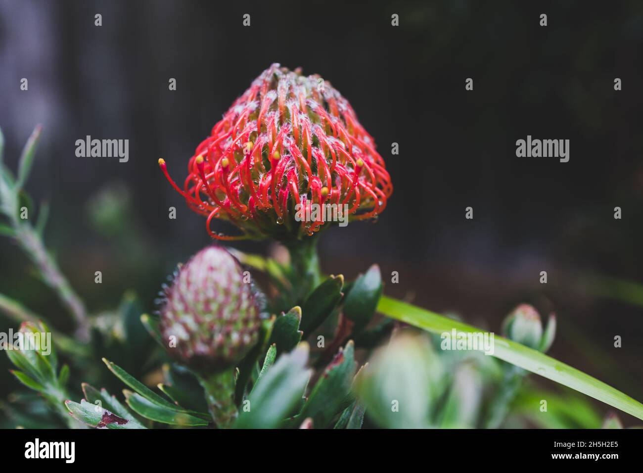 native Australian protea with red flowers outdoor with raindrops in ...