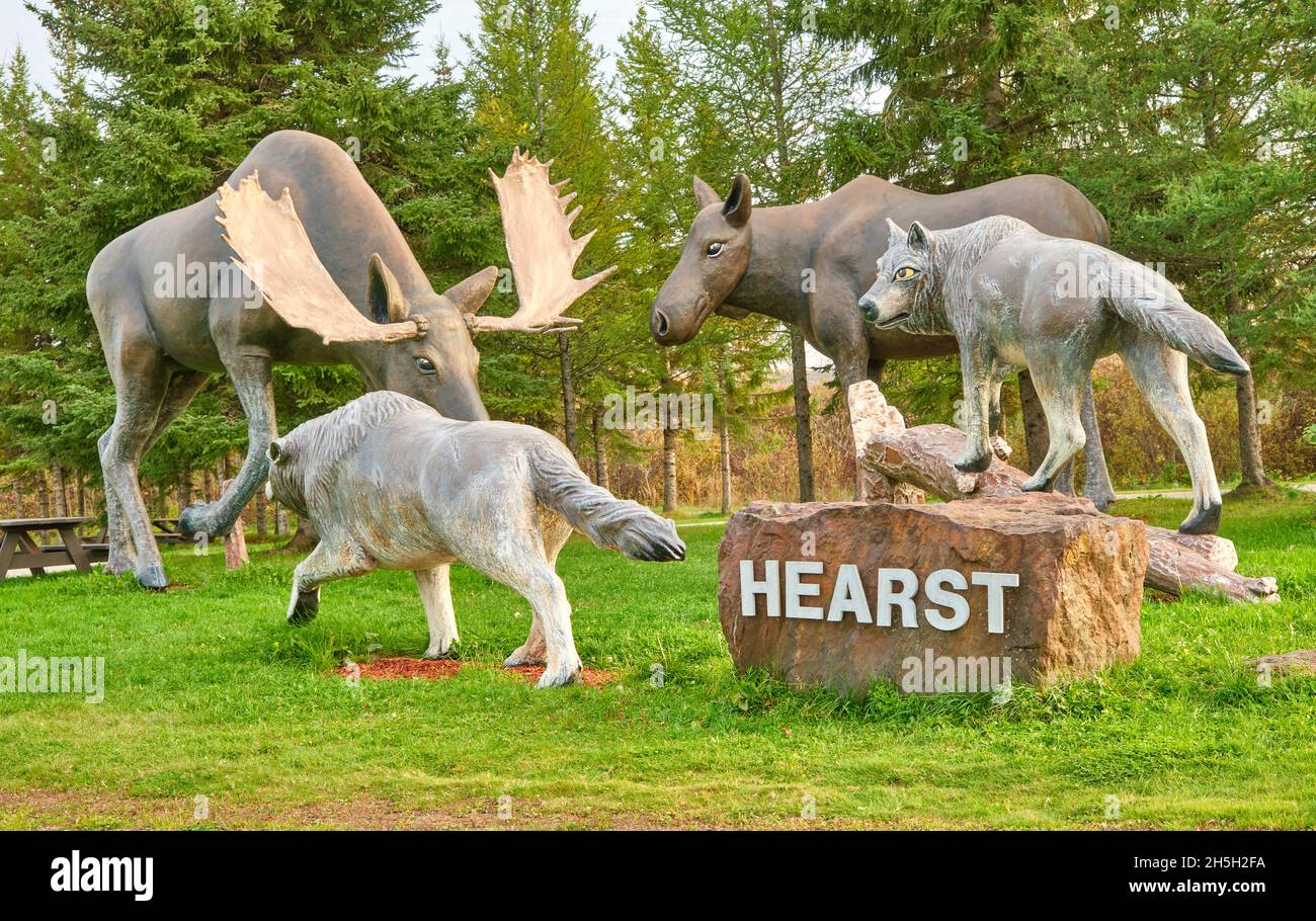 Wolf Attacking Moose