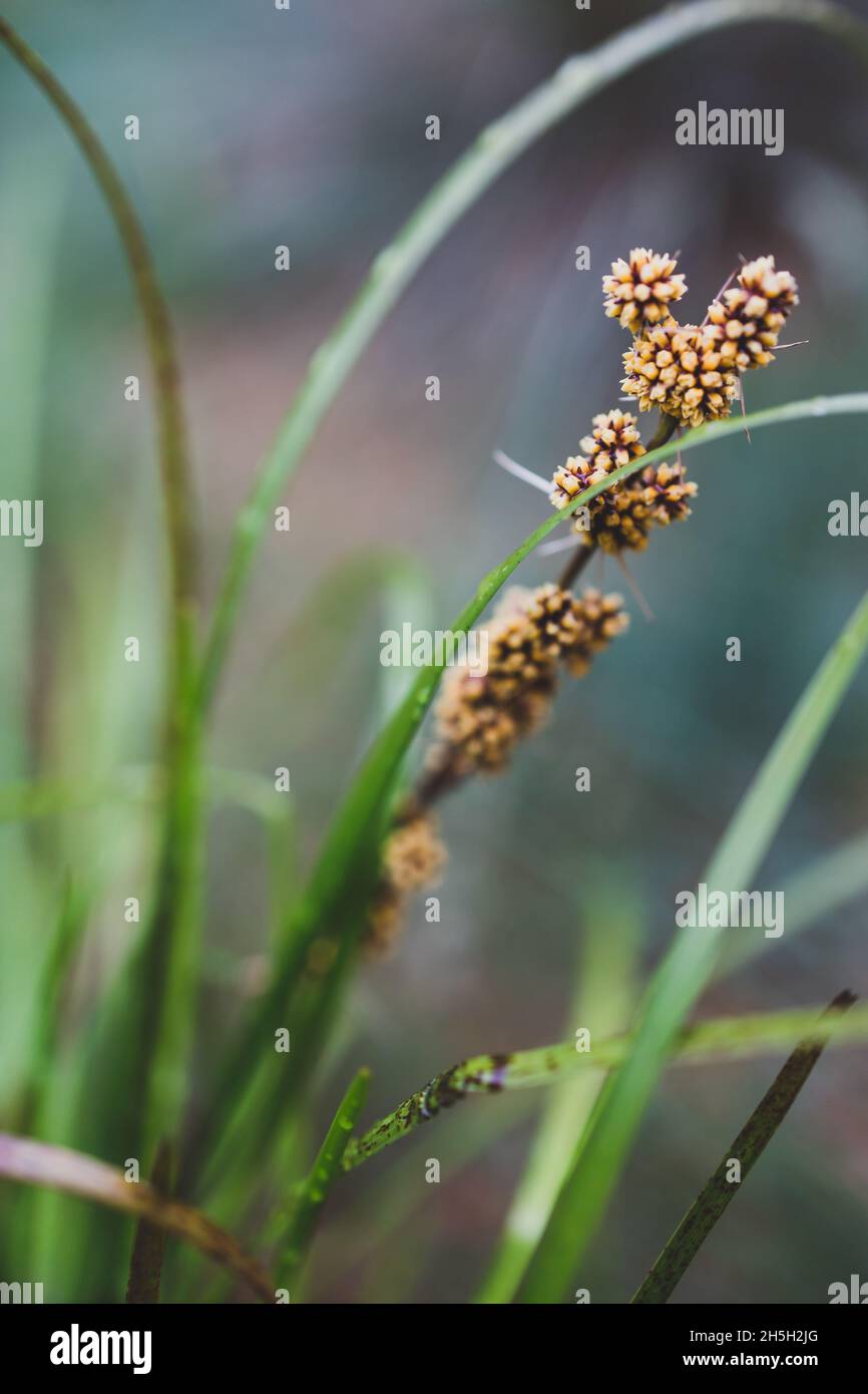 native Australian lomandra grass with yellow flowers outdoor with ...