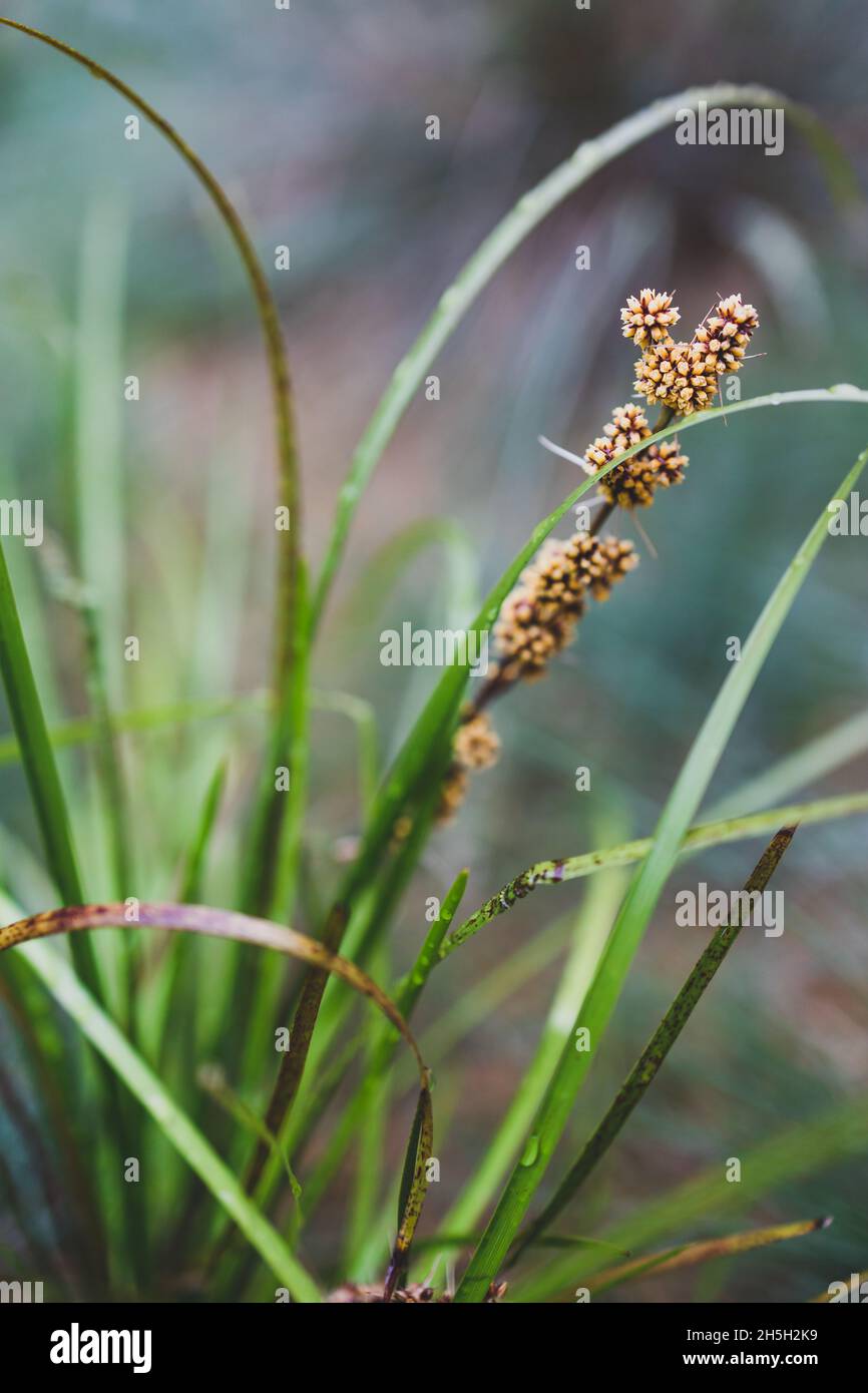 native Australian lomandra grass with yellow flowers outdoor with ...