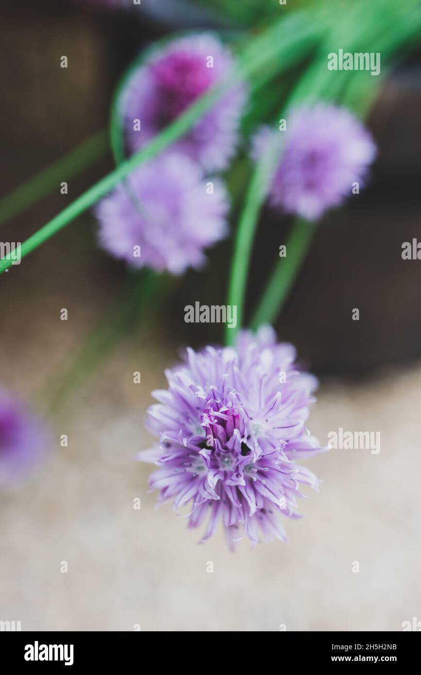 close-up of garlic plant outdoor in sunny vegetable garden shot at ...