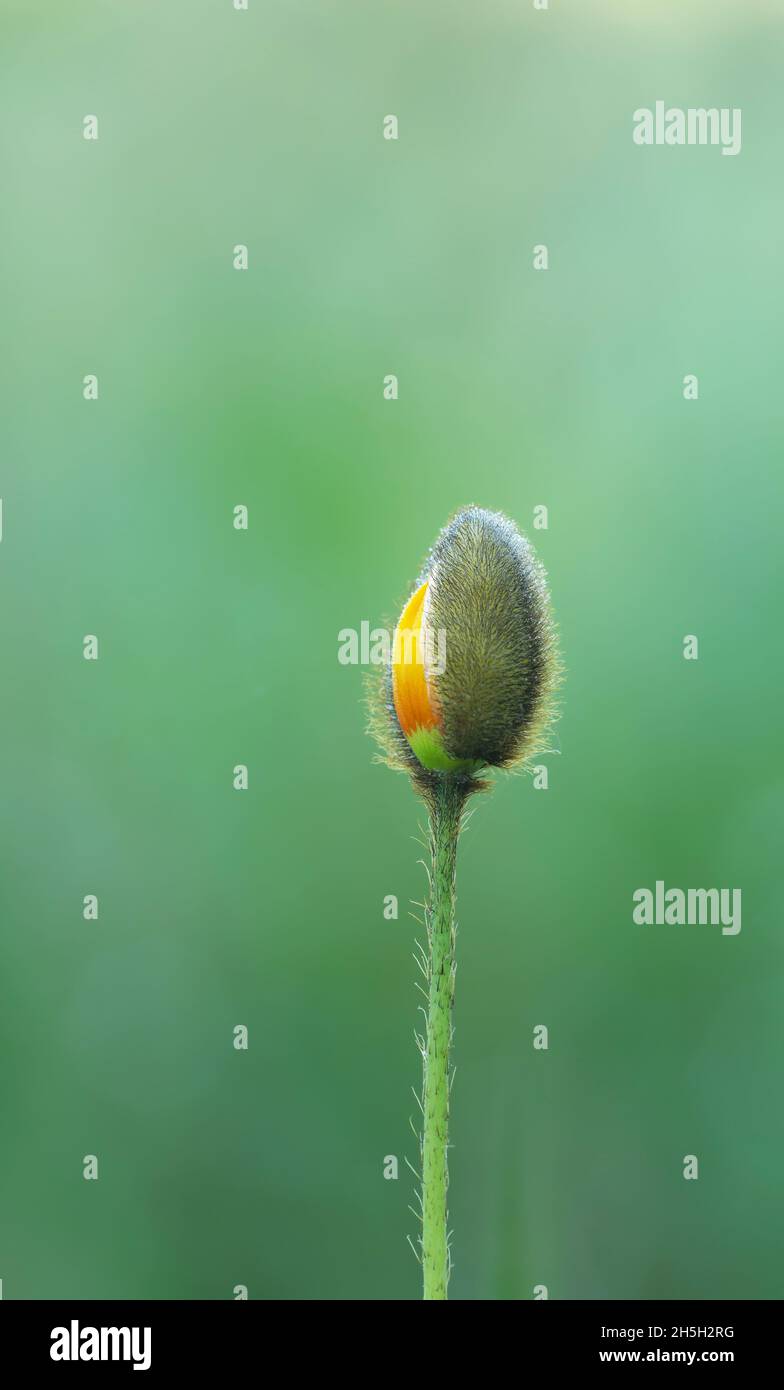 Ice poppy, Papaver croceum soon in bloom Stock Photo - Alamy