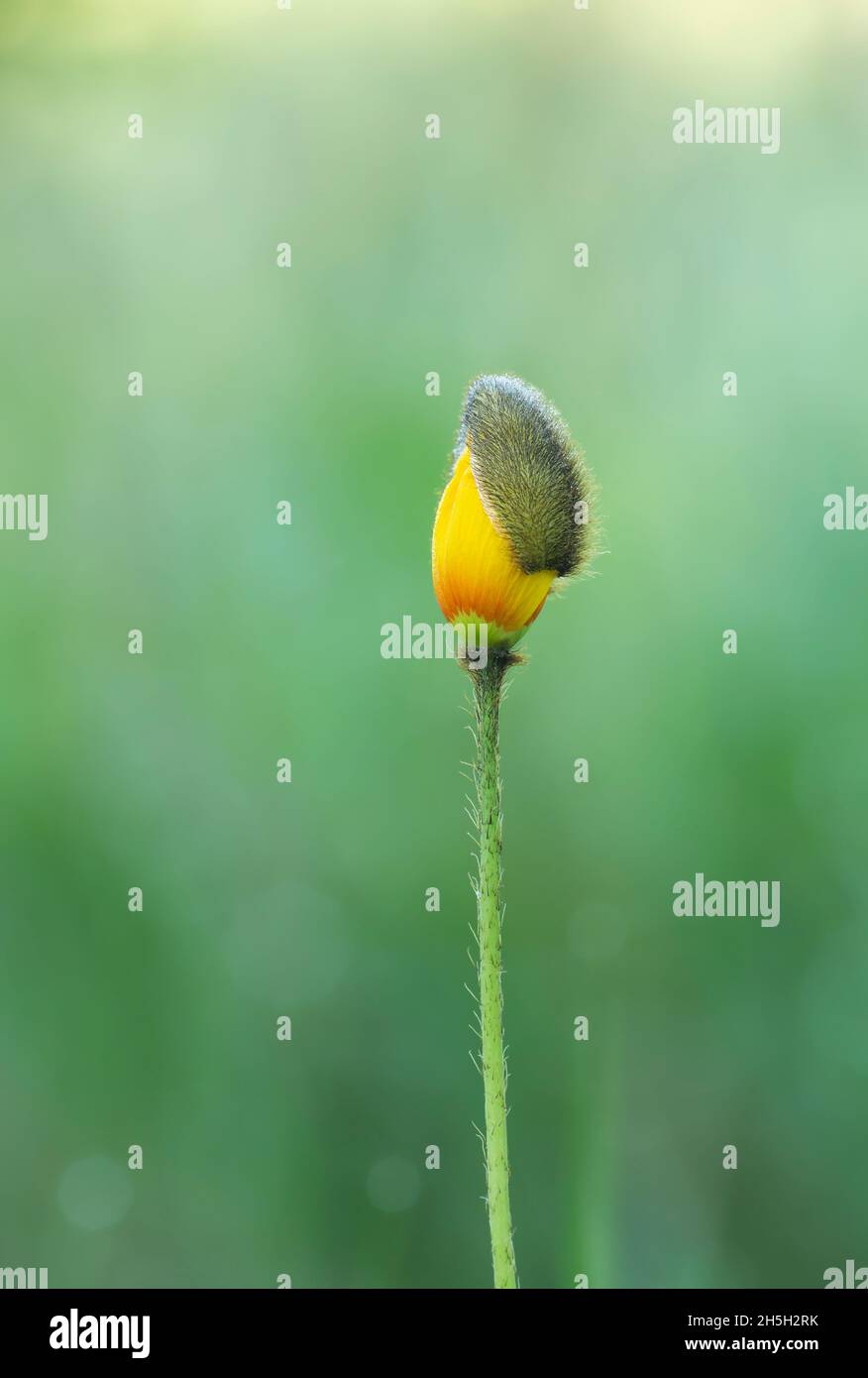 Ice poppy, Papaver croceum soon in bloom Stock Photo - Alamy