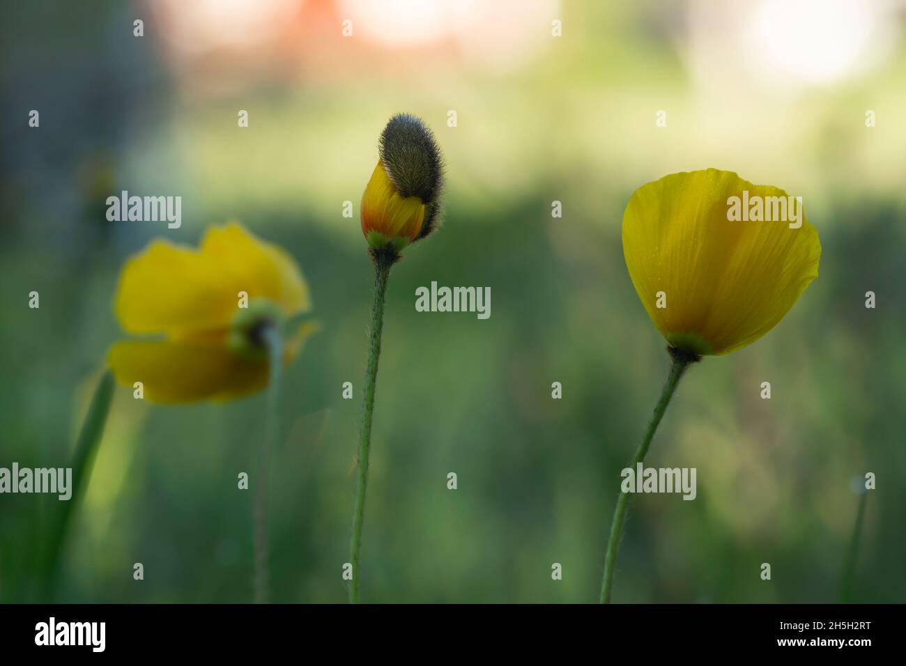 Ice poppy, Papaver croceum Stock Photo - Alamy